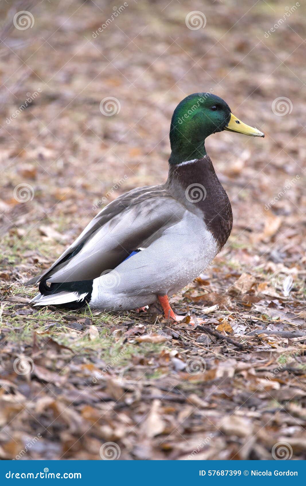 Mallard Duck stock image. Image of birdwatching, single - 57687399