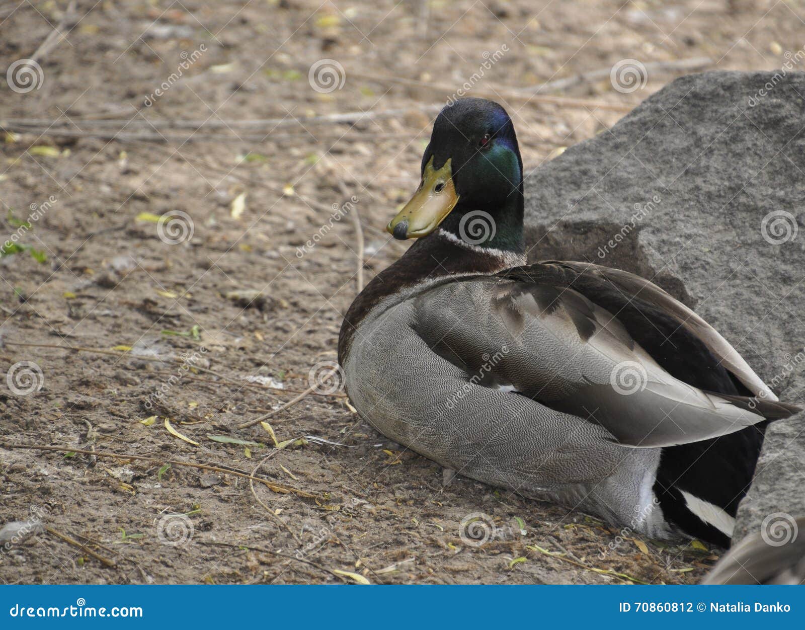 Mallard Duck Sitting on the Ground Stock Photo - Image of gould ...