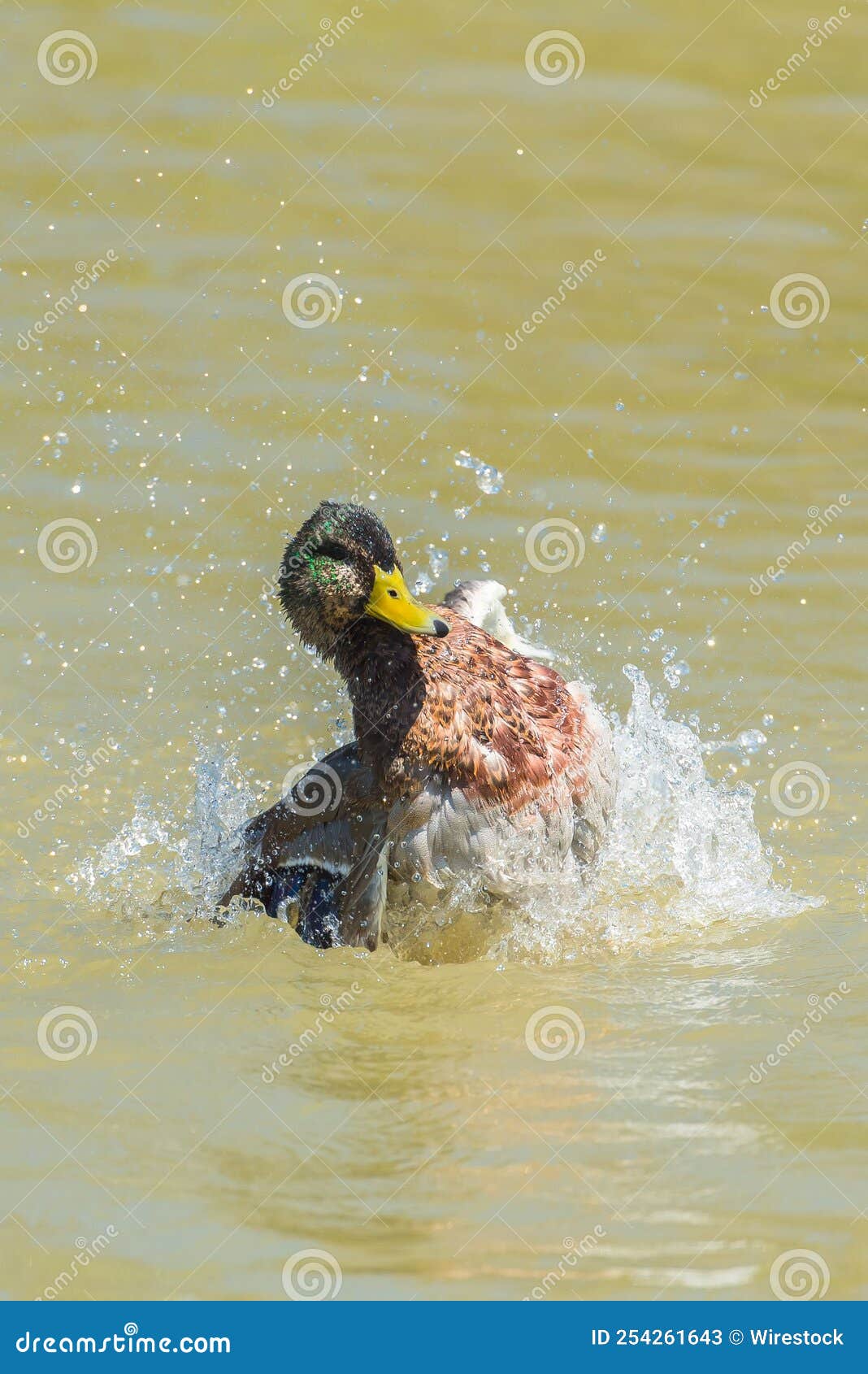 Mallard duck snorting stock image. Image of duckling - 254261643