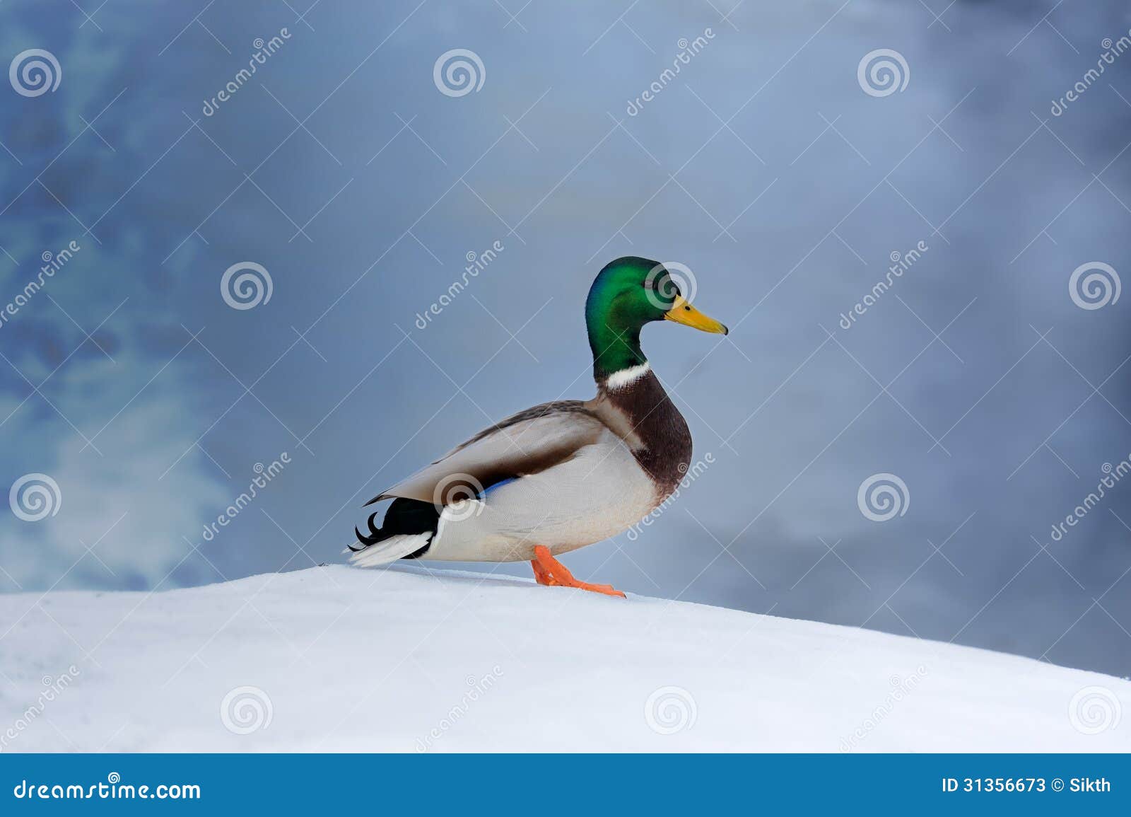 Mallard Duck on Snow stock image. Image of close, fowl - 31356673