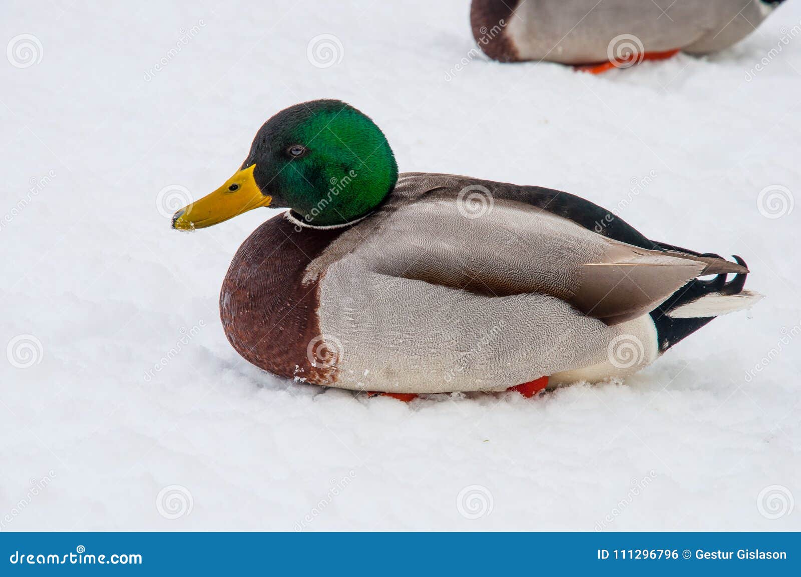 Mallard duck in the snow stock photo. Image of duck - 111296796