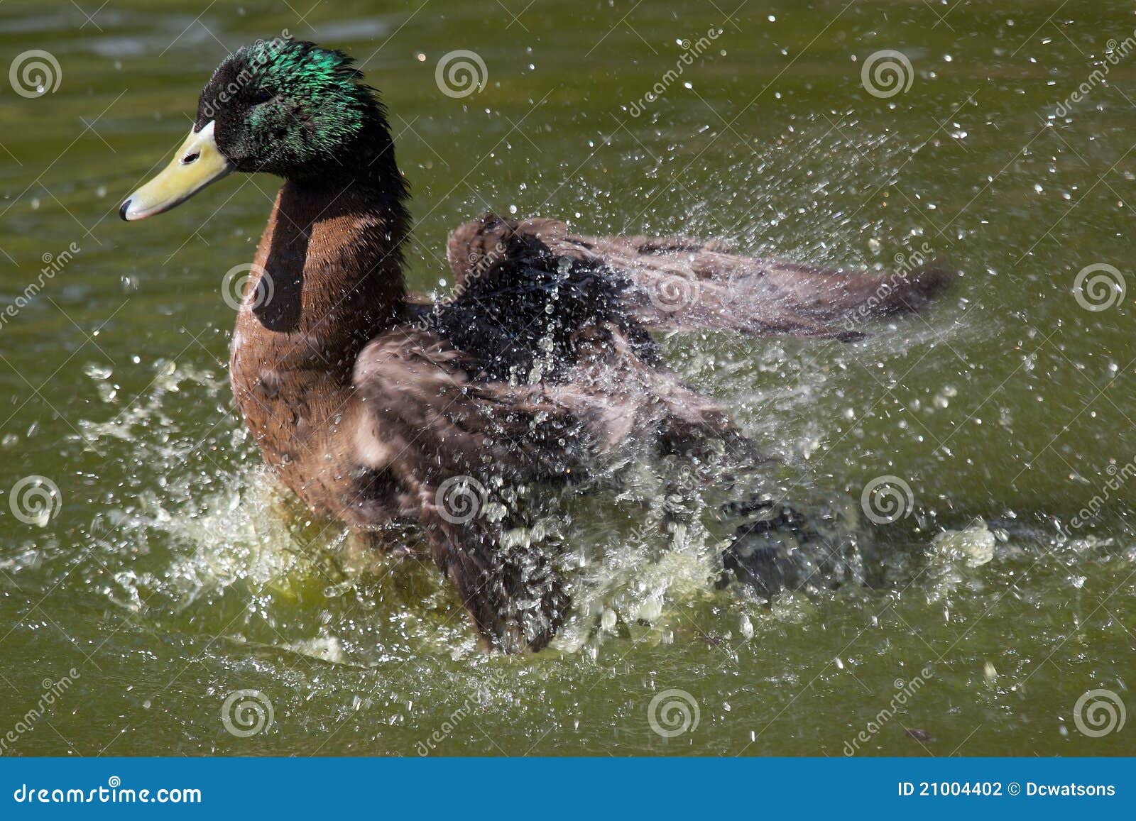 Mallard Duck Splashing stock photo. Image of mallard - 21004402