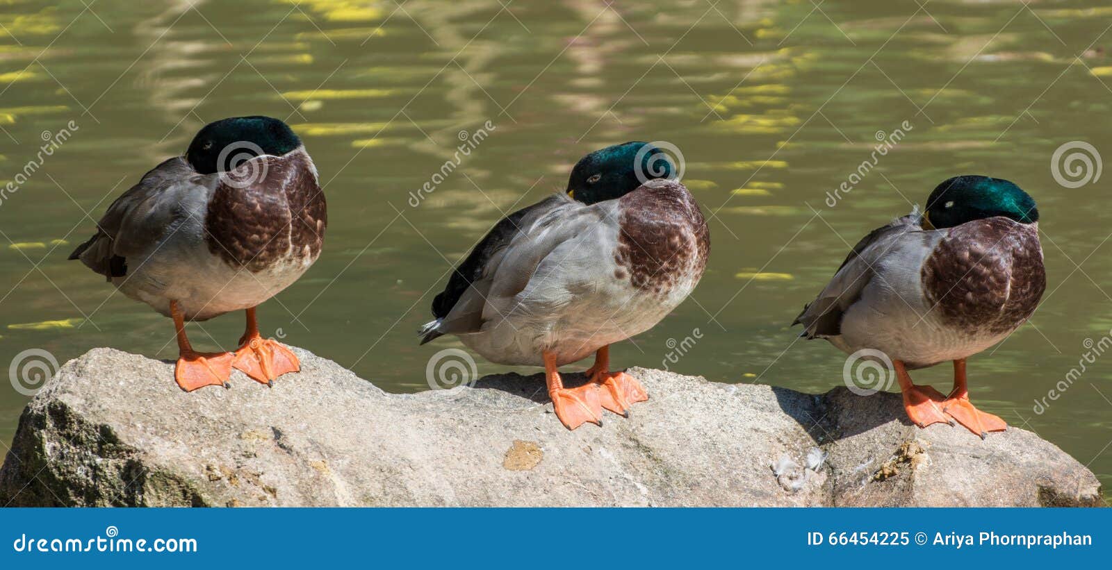 Mallard duck stand on rock stock image. Image of mallard - 66454225