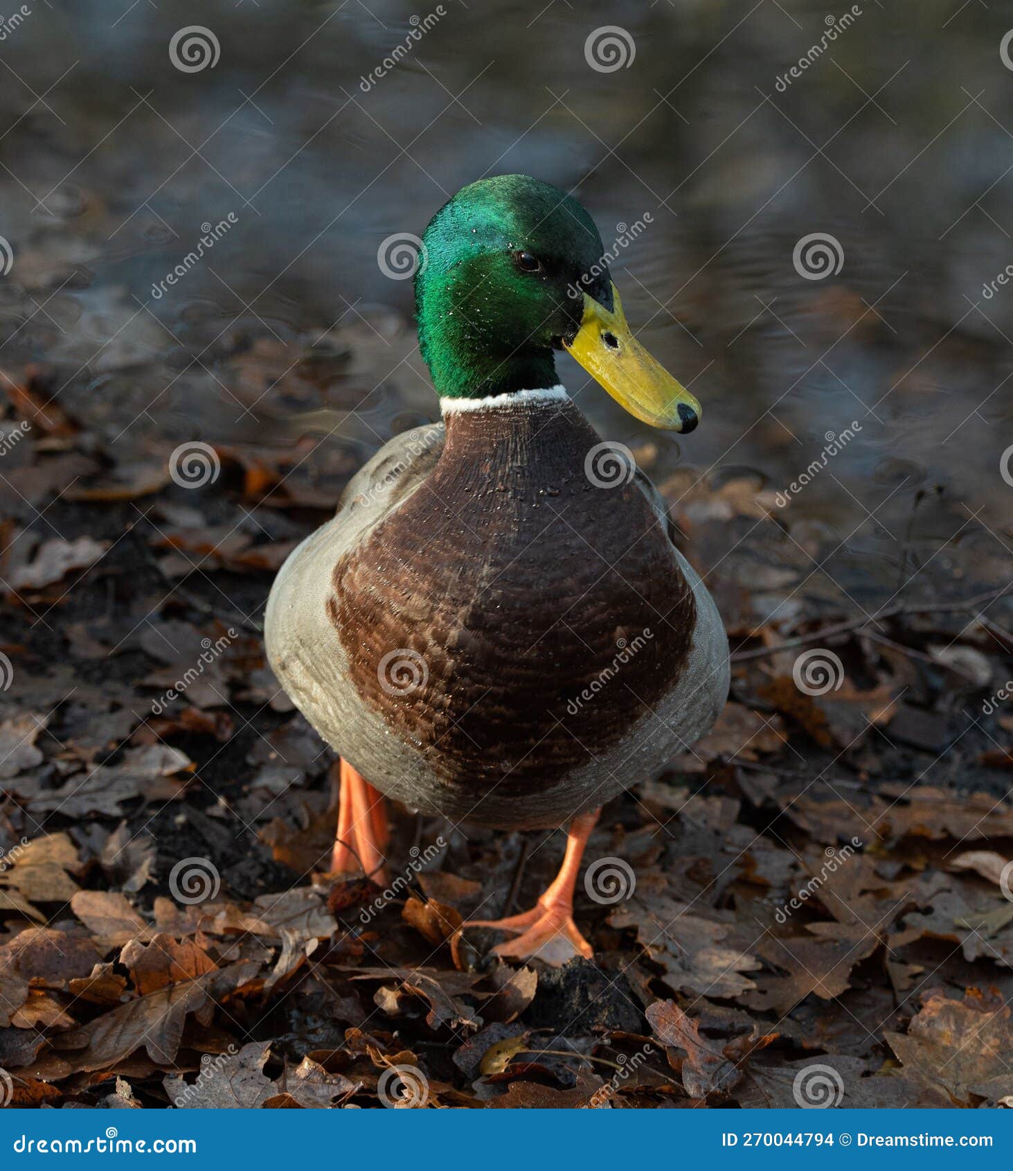 Mallard Duck Standing on Leaves by a Pond Stock Photo - Image of serene ...