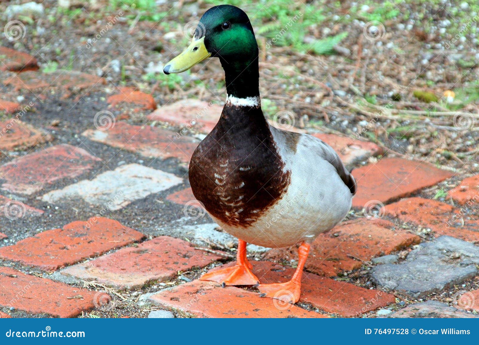 Mallard duck. stock photo. Image of wings, outside, duck - 76497528