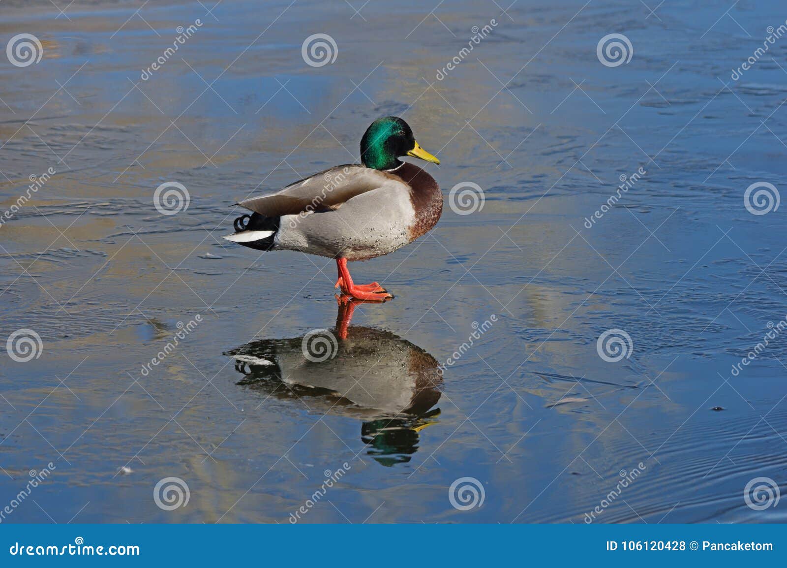 Mallard Duck Standing on Thin Ice Stock Photo - Image of mallard, cold ...