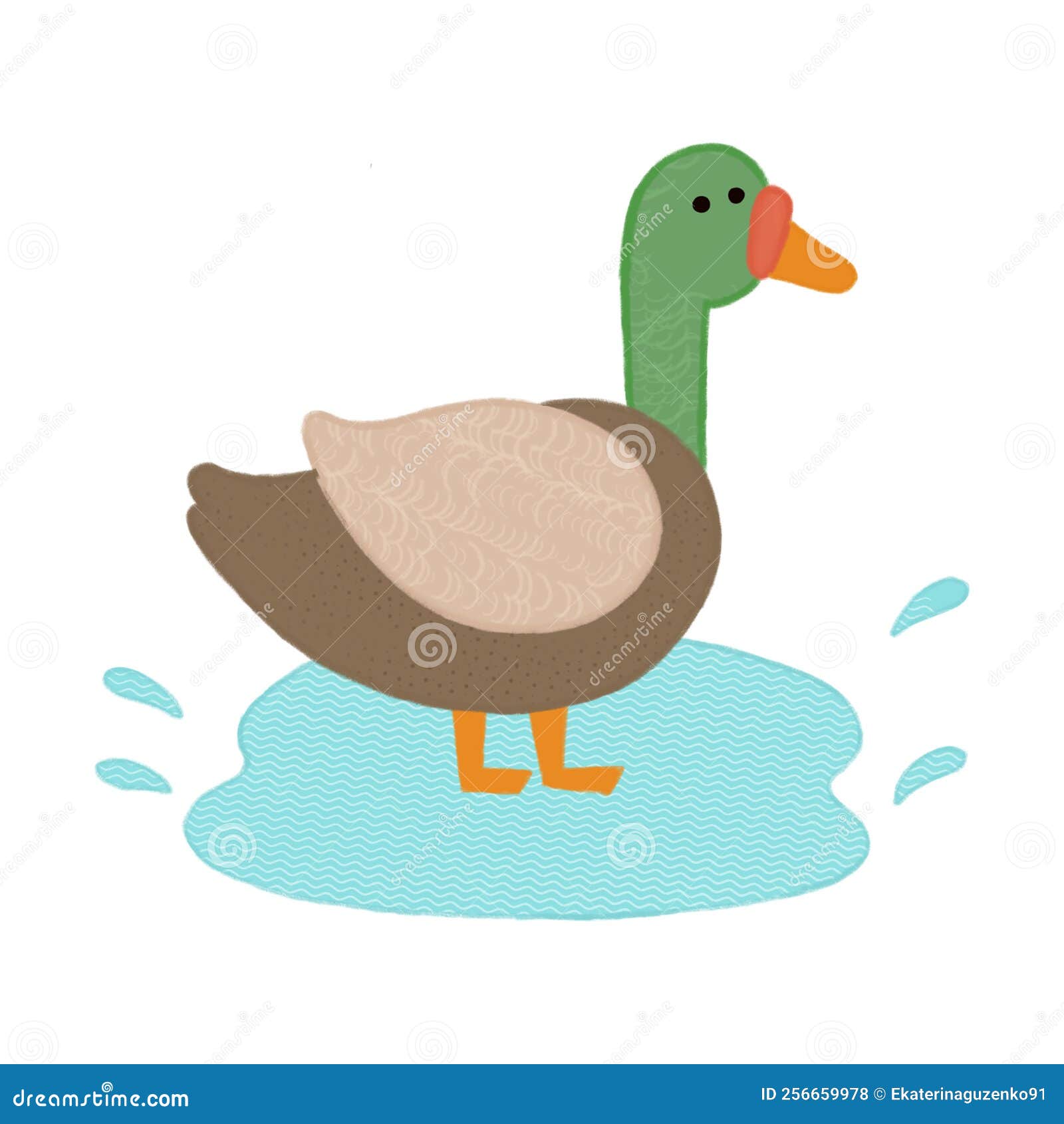 Mallard Duck Standing in Water Handdrawn Kids Illustration Stock ...