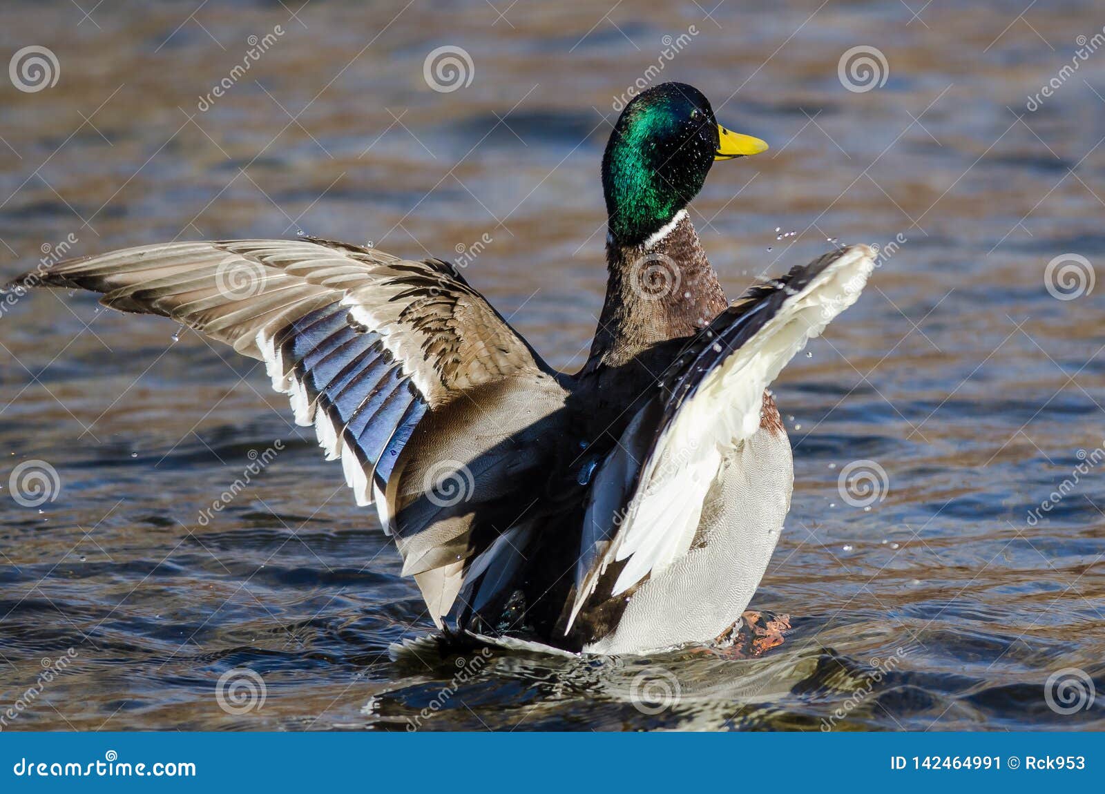 Mallard Duck Stretching Its Wings while Resting on the Water Stock ...