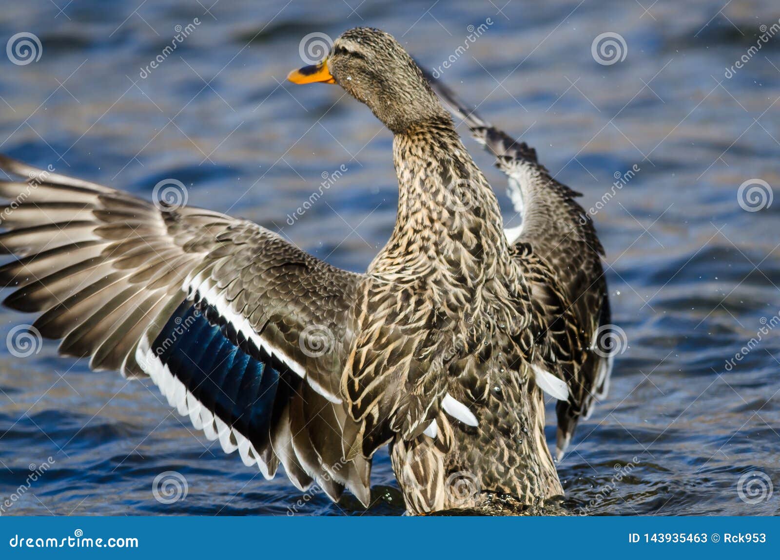 Mallard Duck Stretching Its Wings while Resting on the Water Stock ...