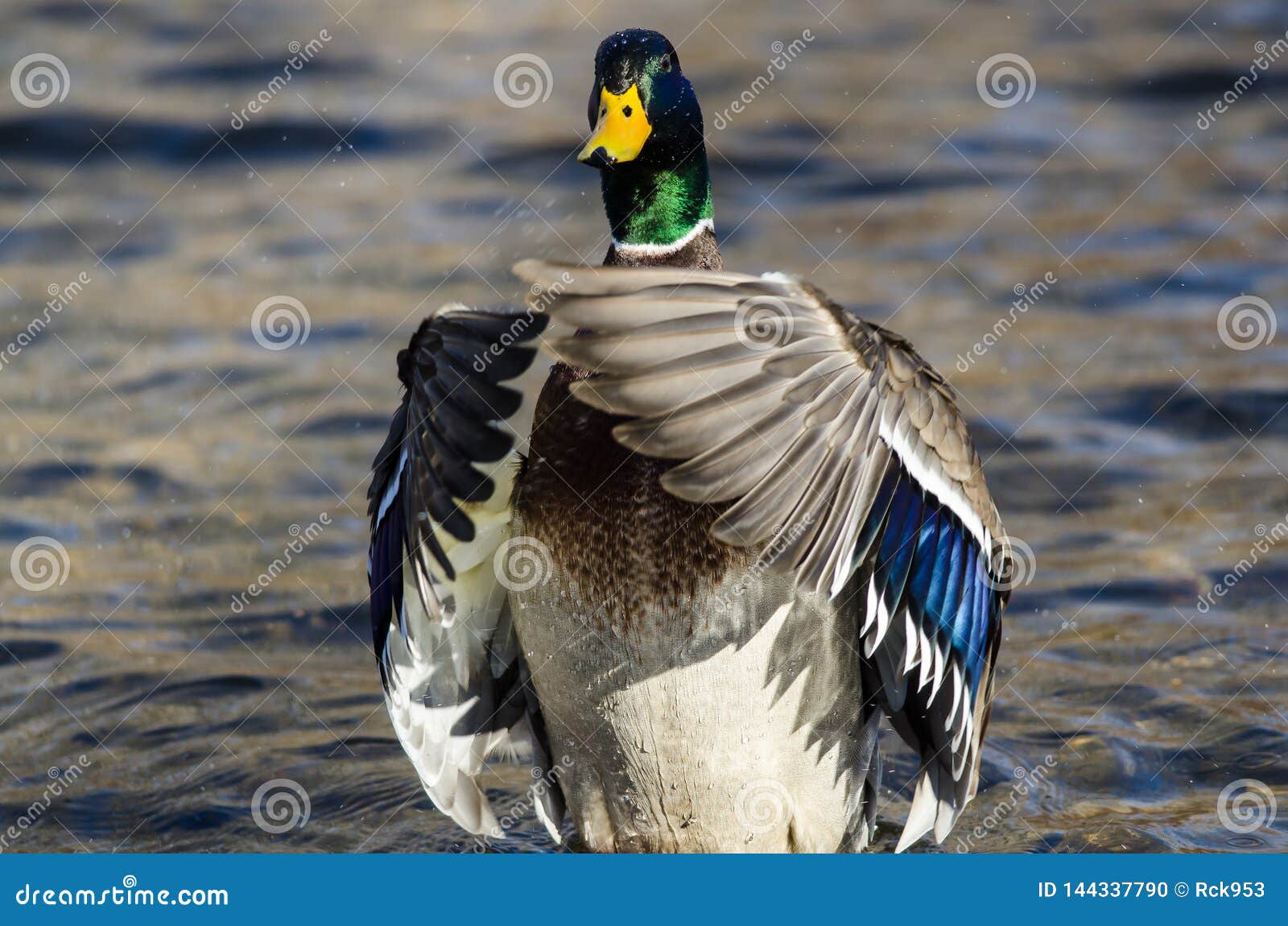 Mallard Duck Stretching Its Wings while Resting on the Water Stock ...