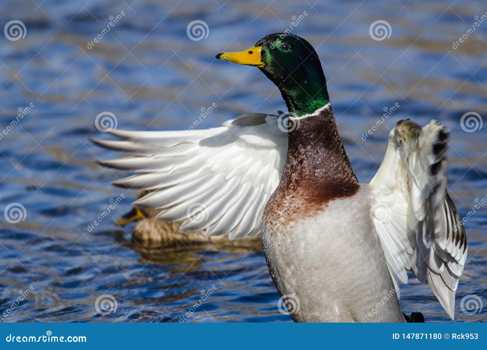 Mallard Duck Stretching Its Wings while Resting on the Water Stock ...