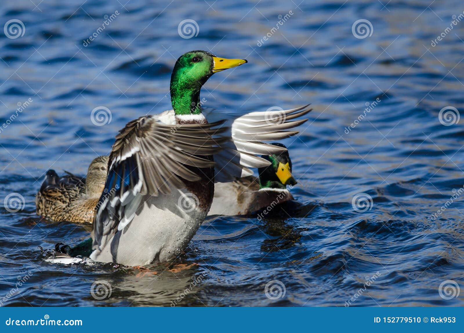 Mallard Duck Stretching Its Wings while Resting on the Water Stock ...
