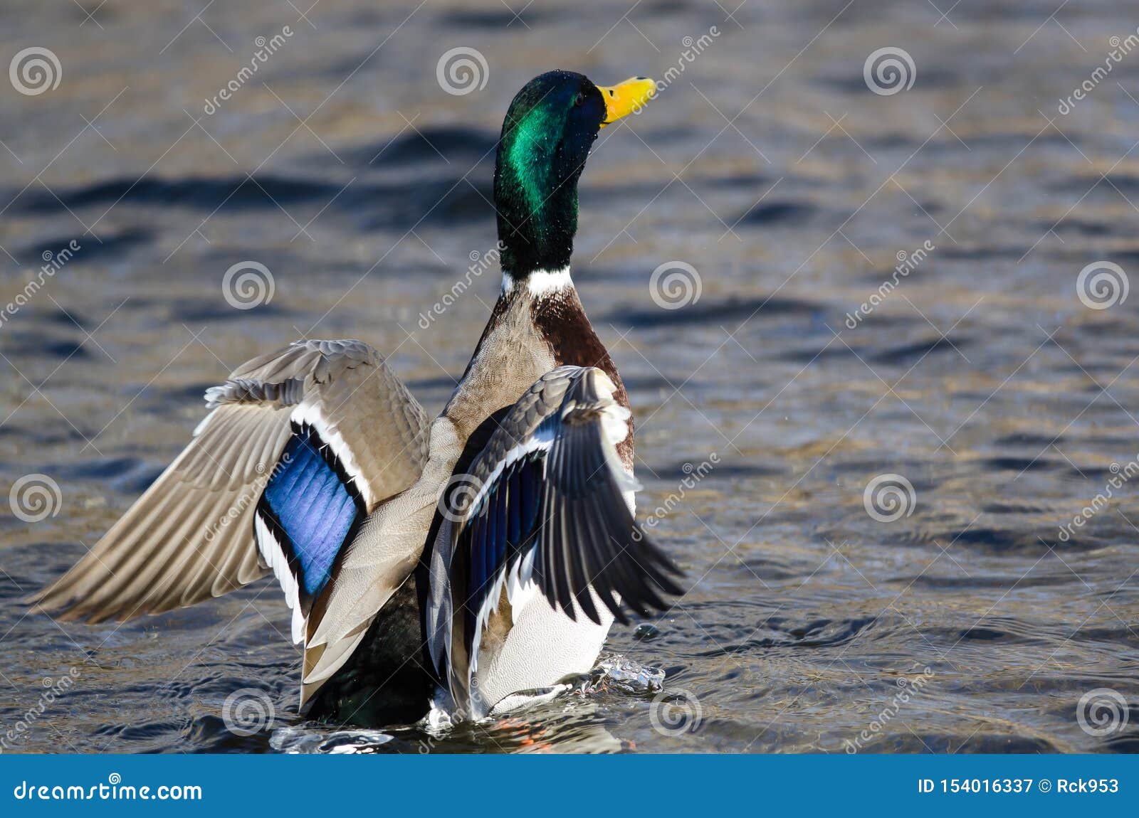 Mallard Duck Stretching Its Wings while Resting on the Water Stock ...