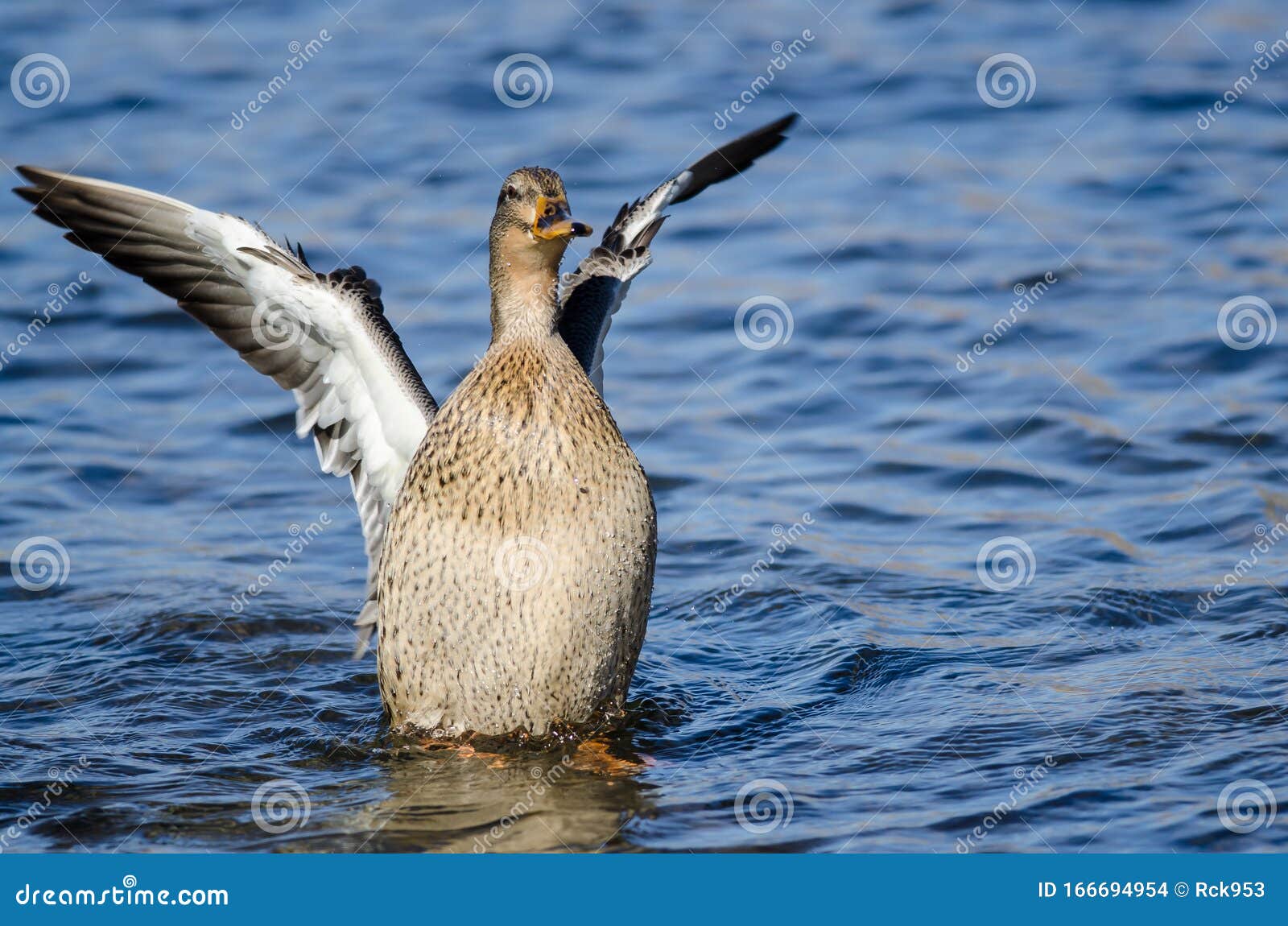 Mallard Duck Stretching Its Wings while Resting on the Water Stock ...