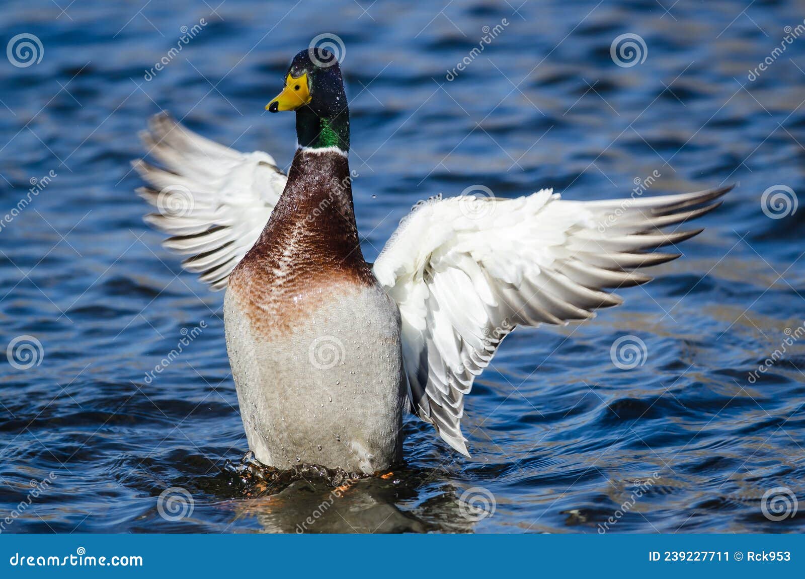 Mallard Duck Stretching Its Wings while Resting on the Water Stock ...