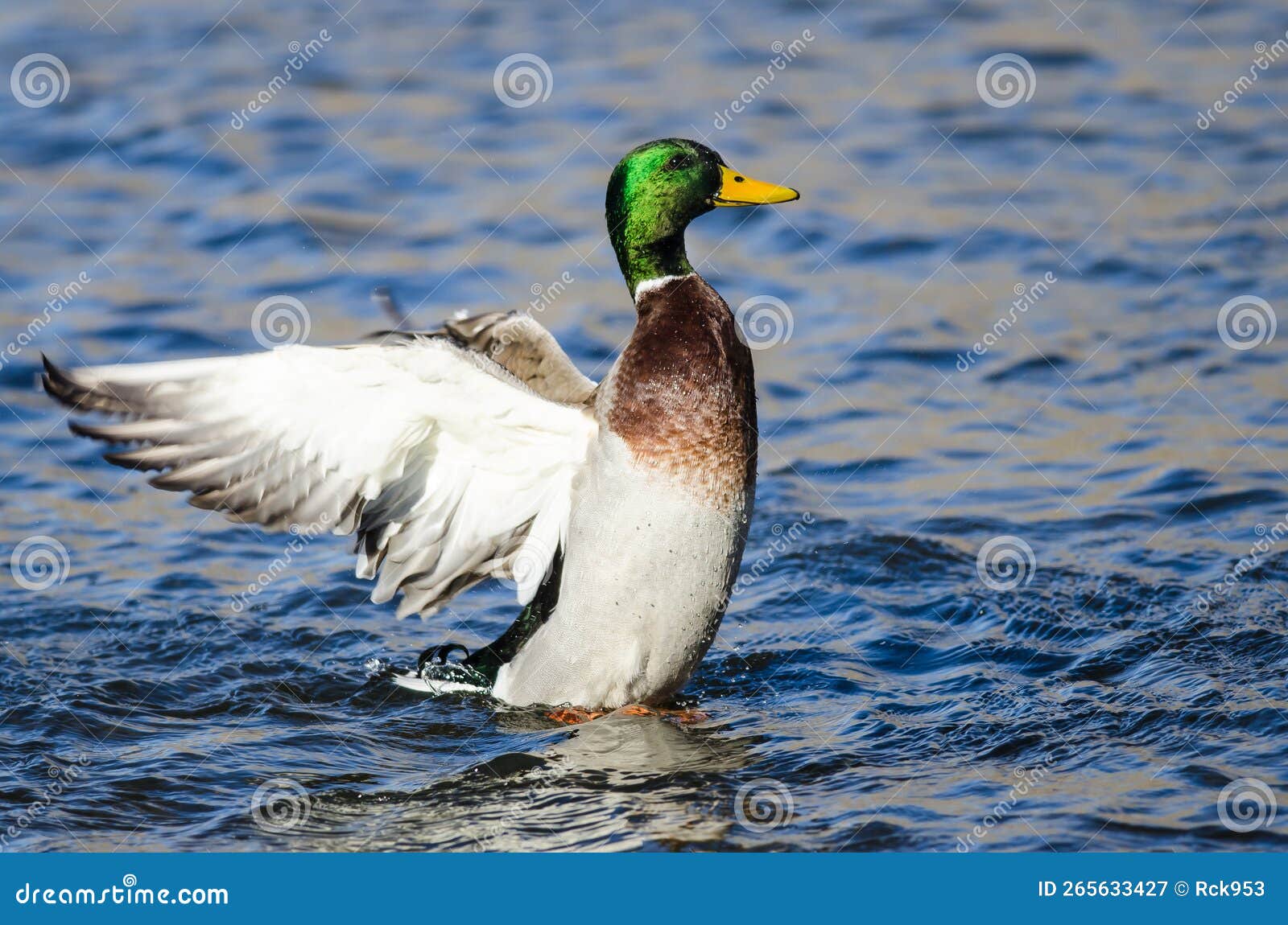 Mallard Duck Stretching Its Wings while Resting on the Water Stock ...