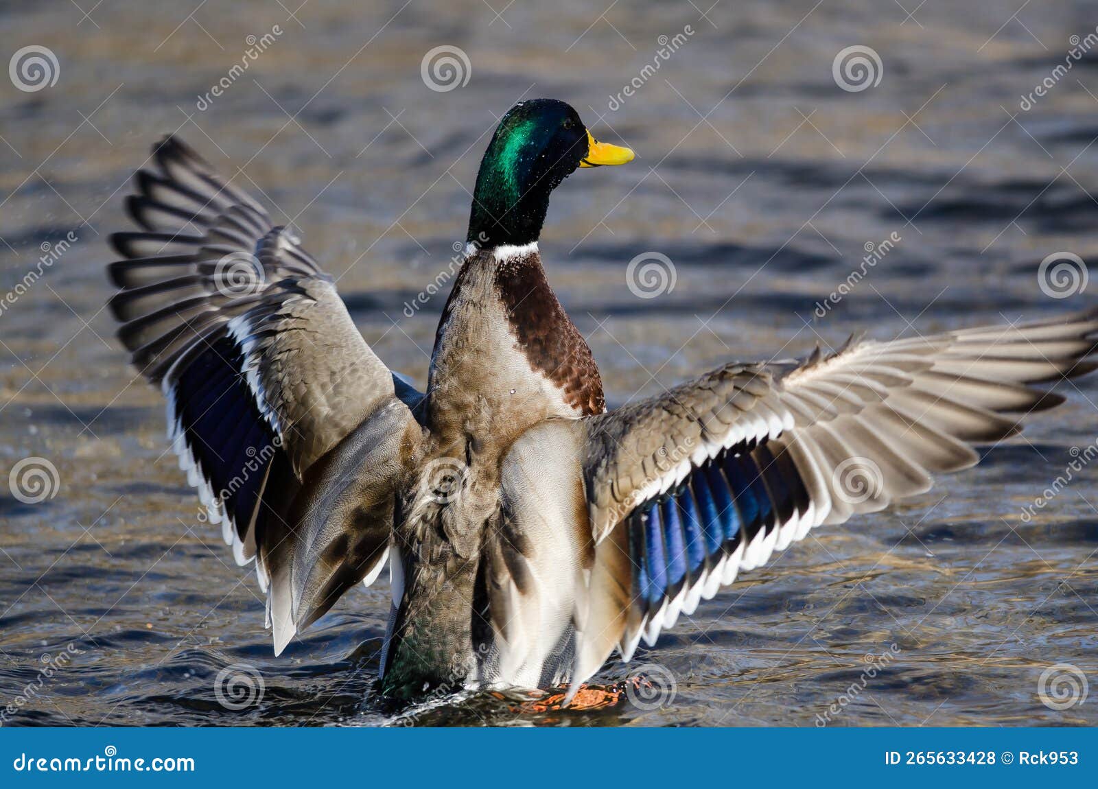 Mallard Duck Stretching Its Wings while Resting on the Water Stock ...