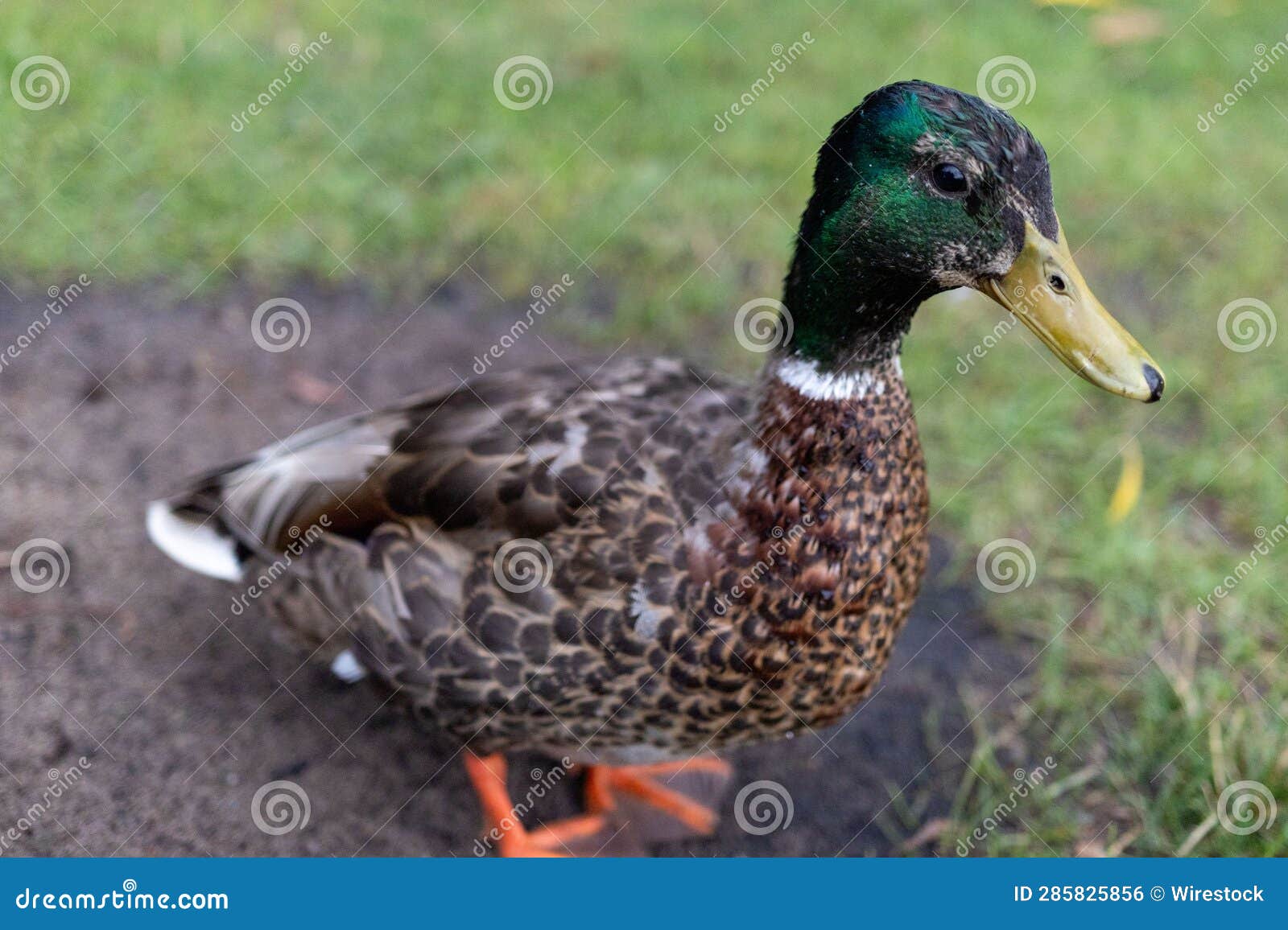Mallard Duck Striding Along a Grassy Pathway Stock Photo - Image of ...
