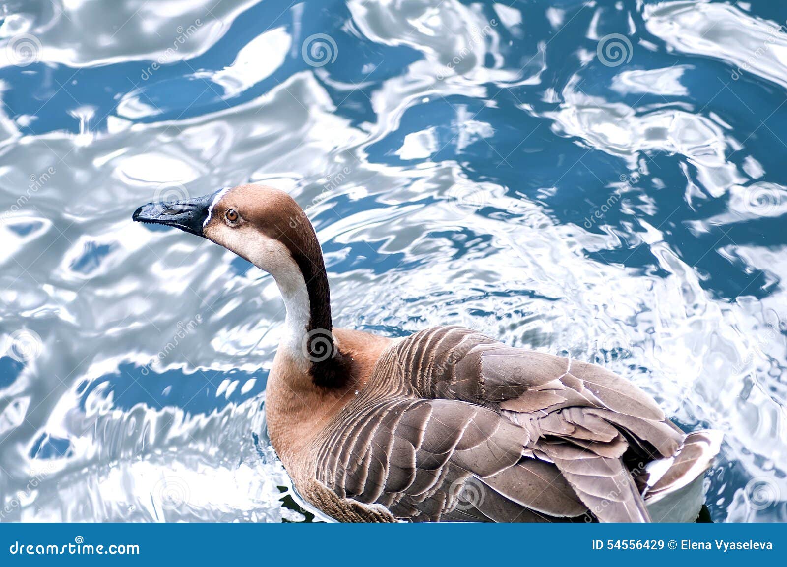 Mallard duck stock image. Image of blur, bokeh, floating - 54556429