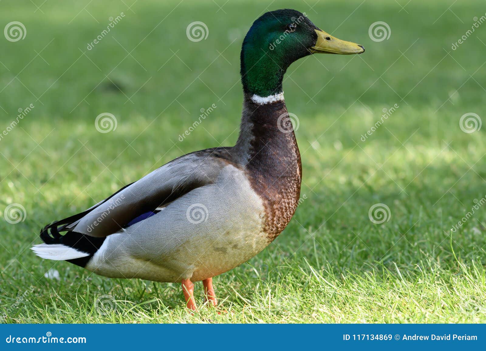 Mallard duck walking stock image. Image of english, duck - 117134869