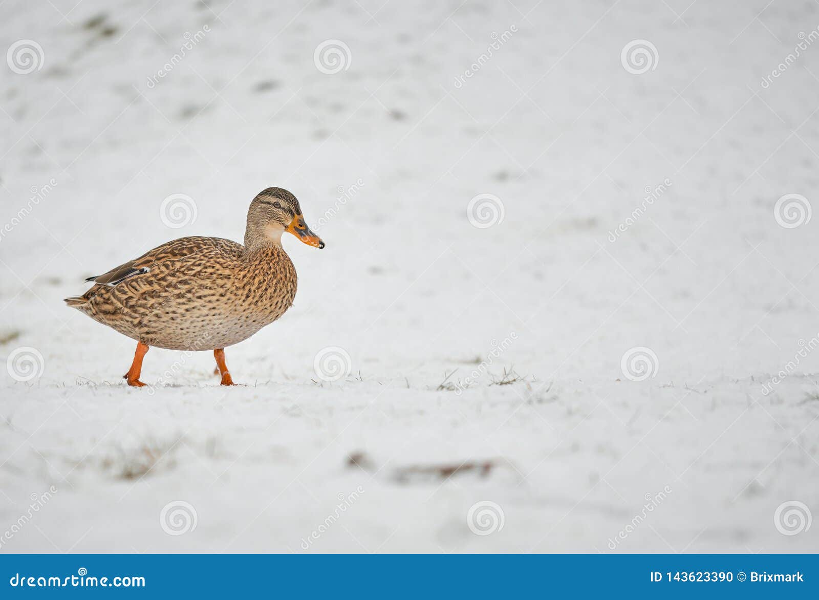 Mallard Duck Walking in the Snow Stock Photo - Image of beak, duck ...