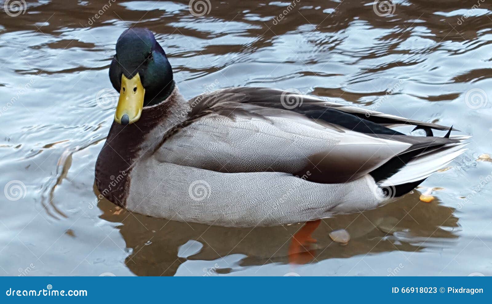 Mallard Duck on Water Facing Camera Stock Image - Image of water ...