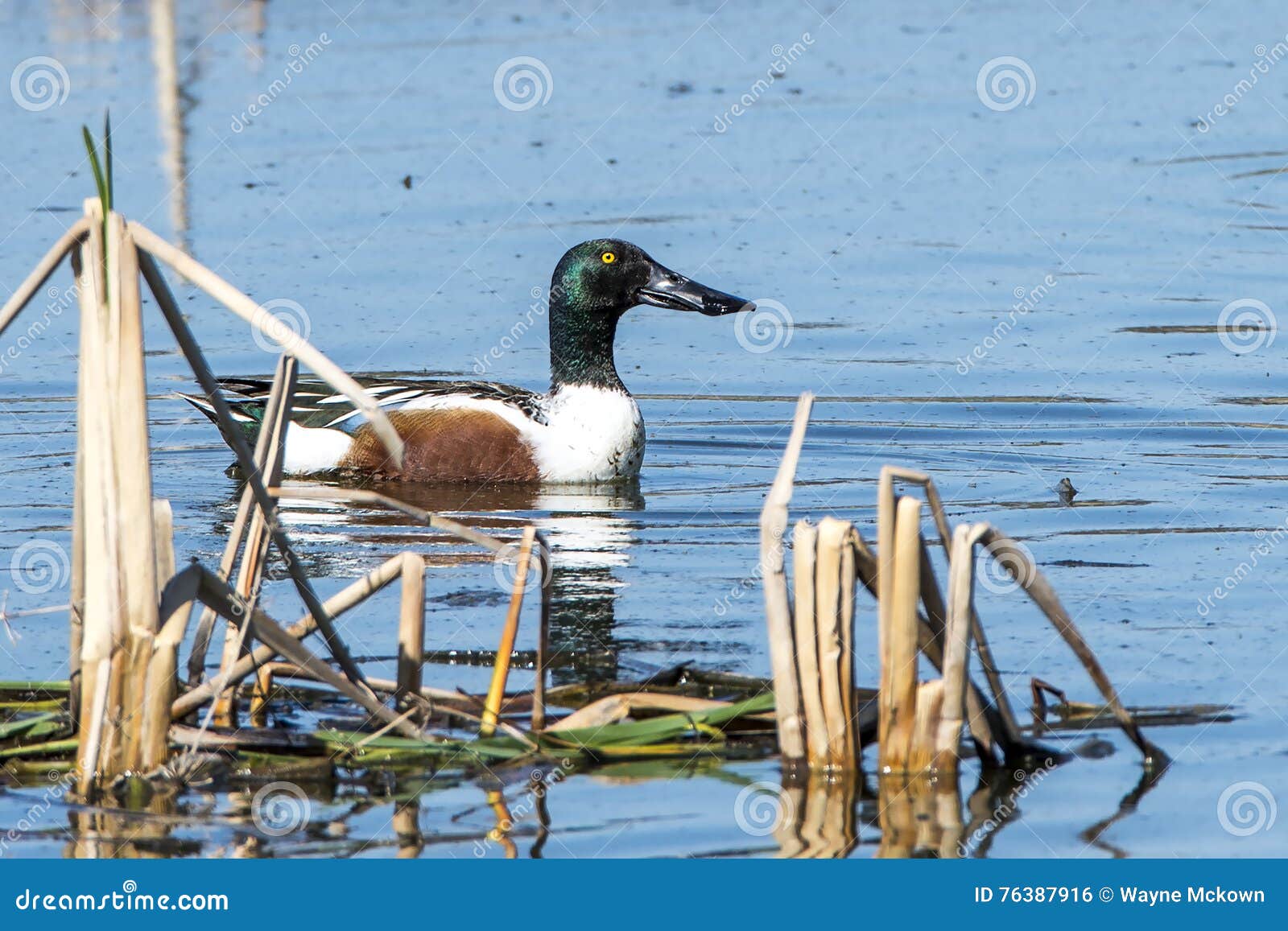 Mallard duck,water,lake stock photo. Image of bird, duckling - 76387916