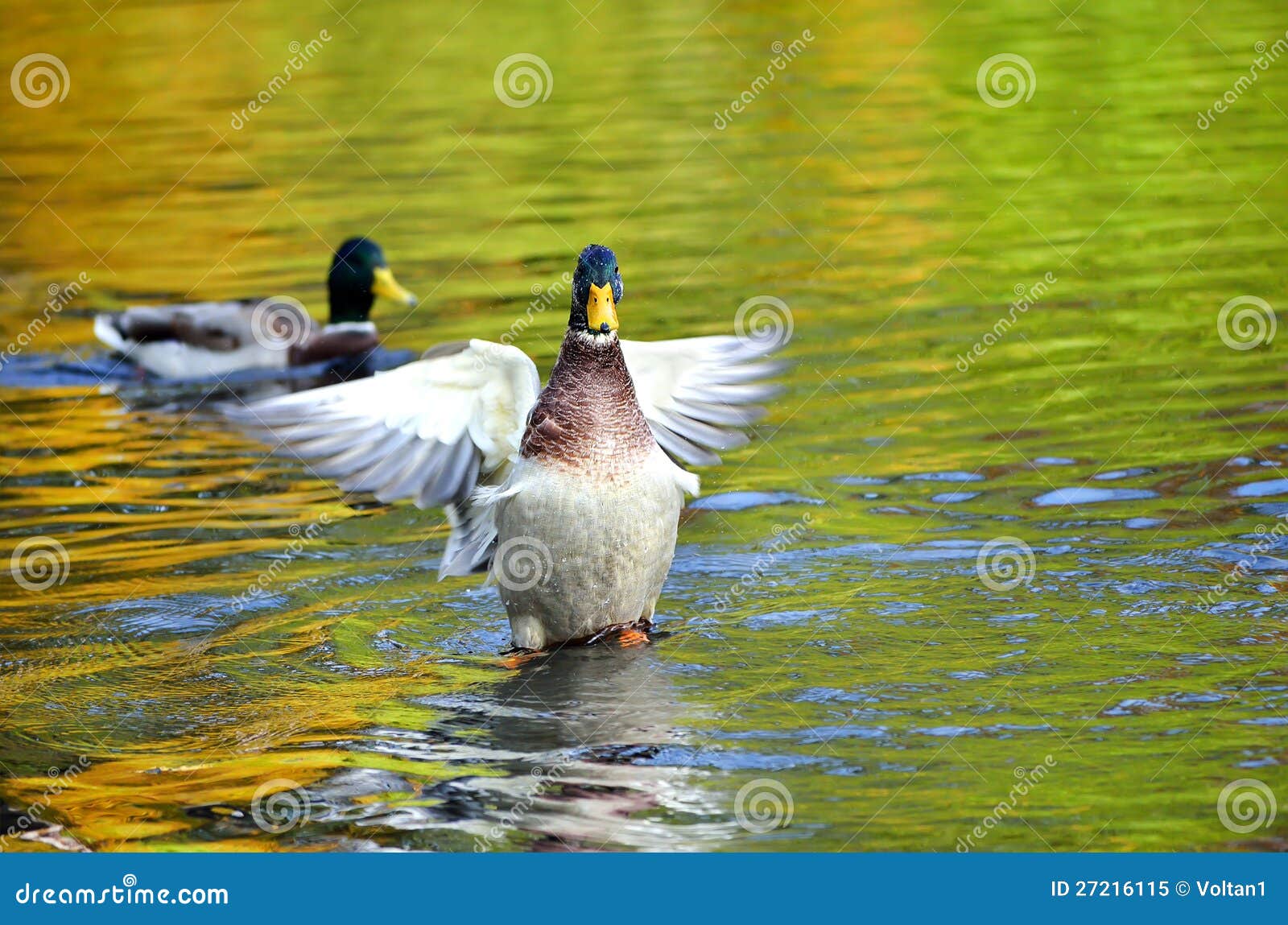 Mallard Duck Waving Wings on the Pond Stock Image - Image of ...