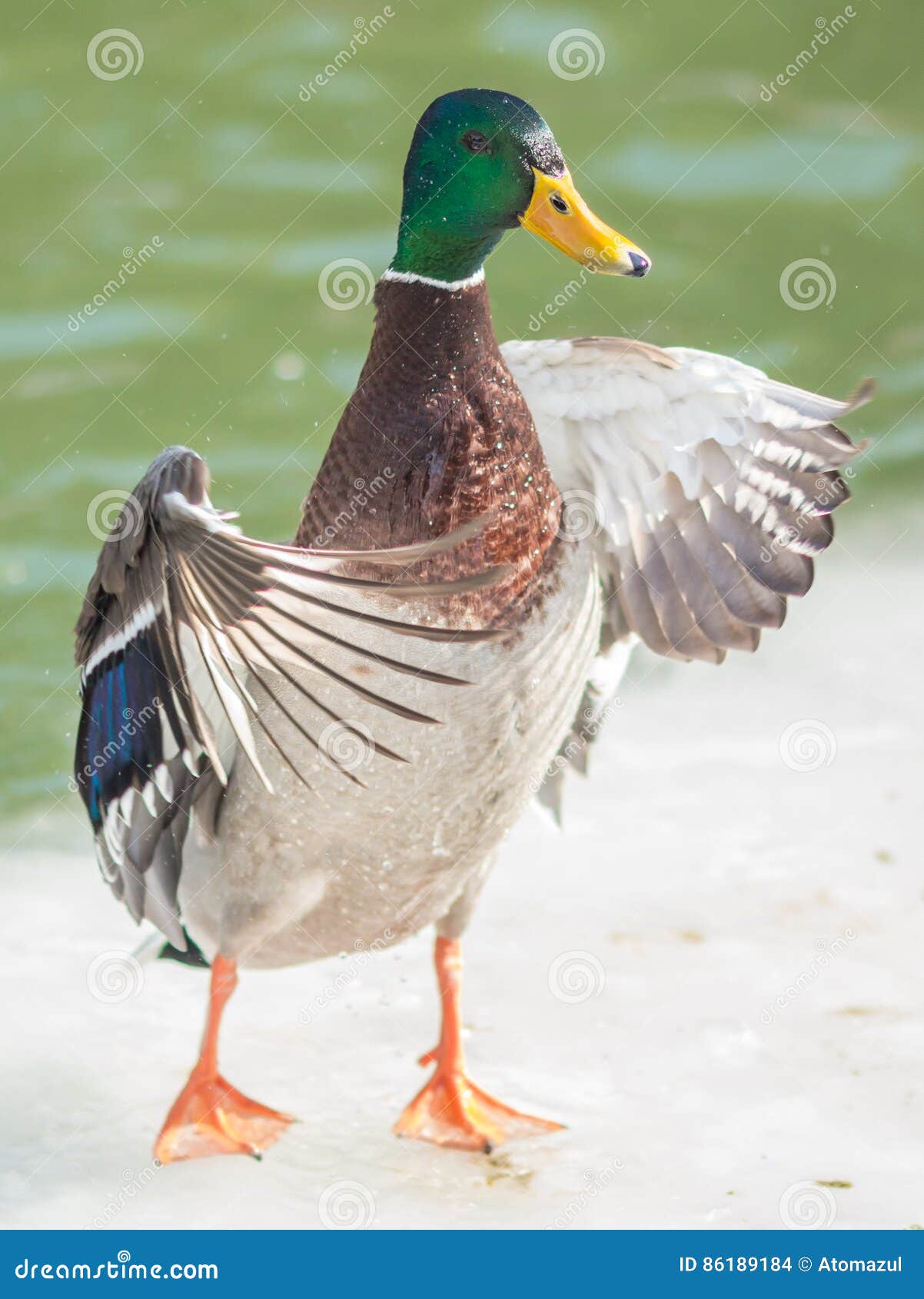 Mallard Duck Wings Spread Standing Stock Photo - Image of ornithology ...