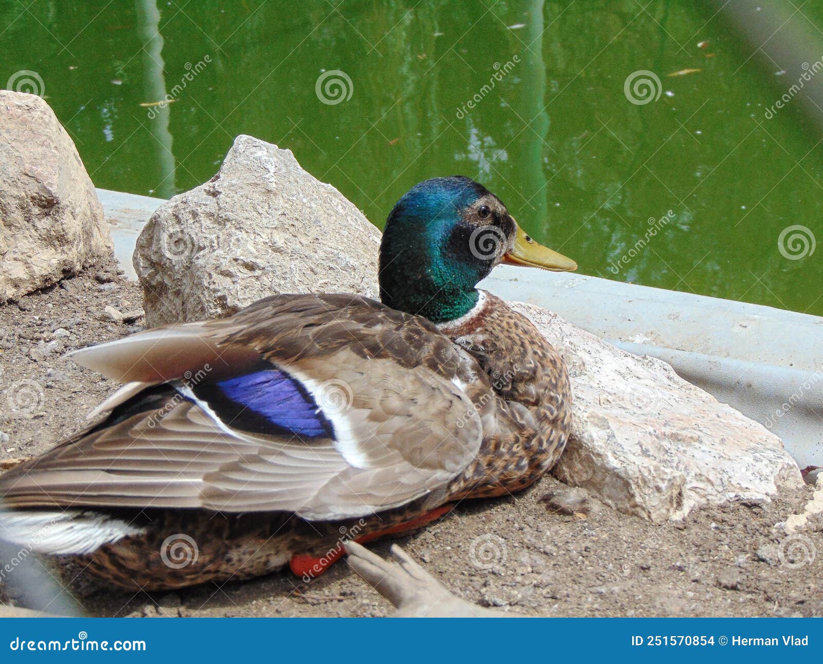 Mallard Duck at Zoo Oradea, Romania Stock Photo - Image of oradea, duck ...