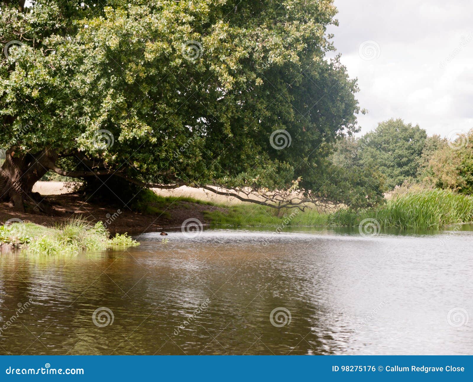 A Mallard Ducking Under Water Under a Tree in the Shade on a Riv Stock ...