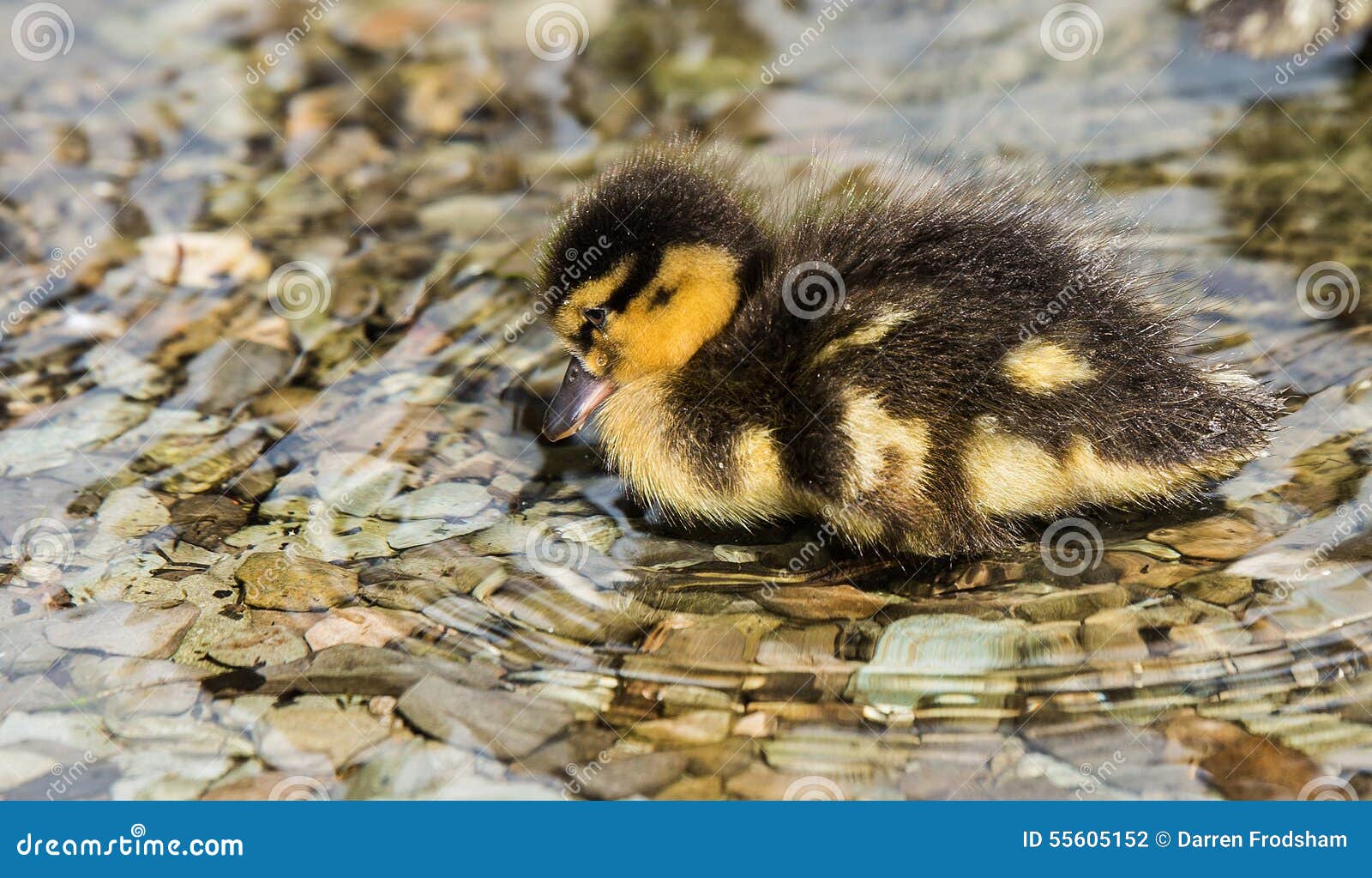 Mallard Duckling stock photo. Image of fluffy, bird, water - 55605152