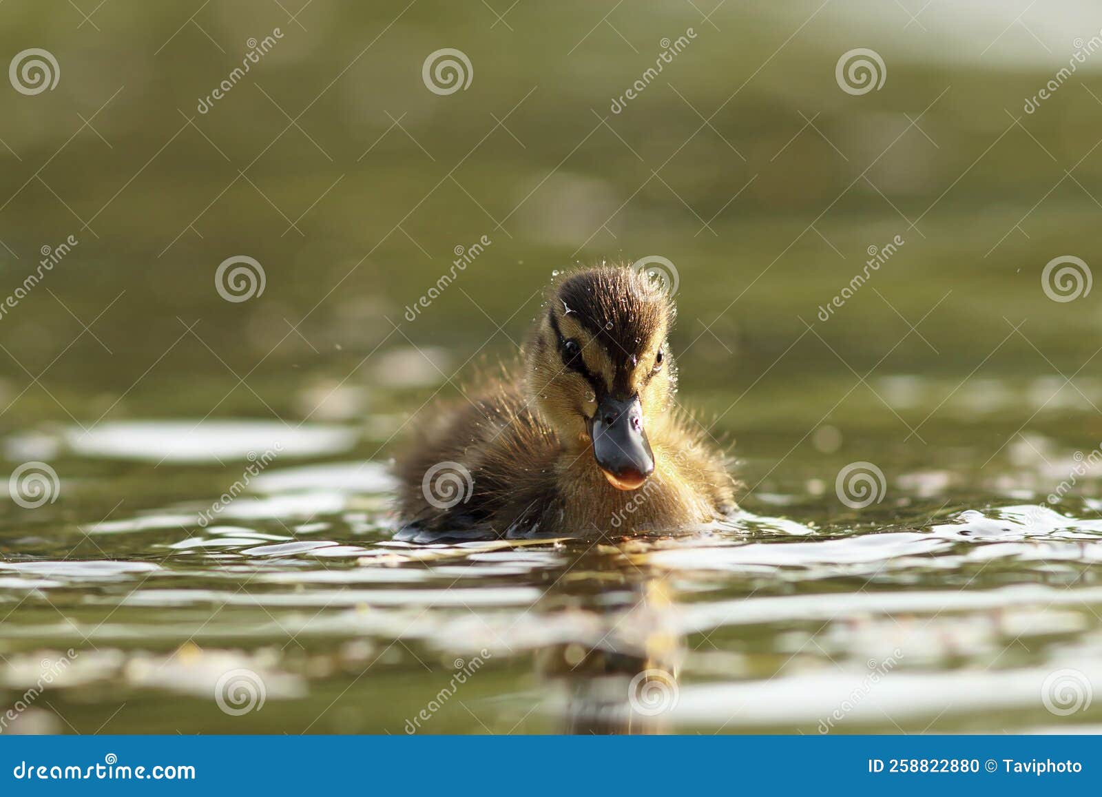 Mallard duckling on water stock photo. Image of pond - 258822880