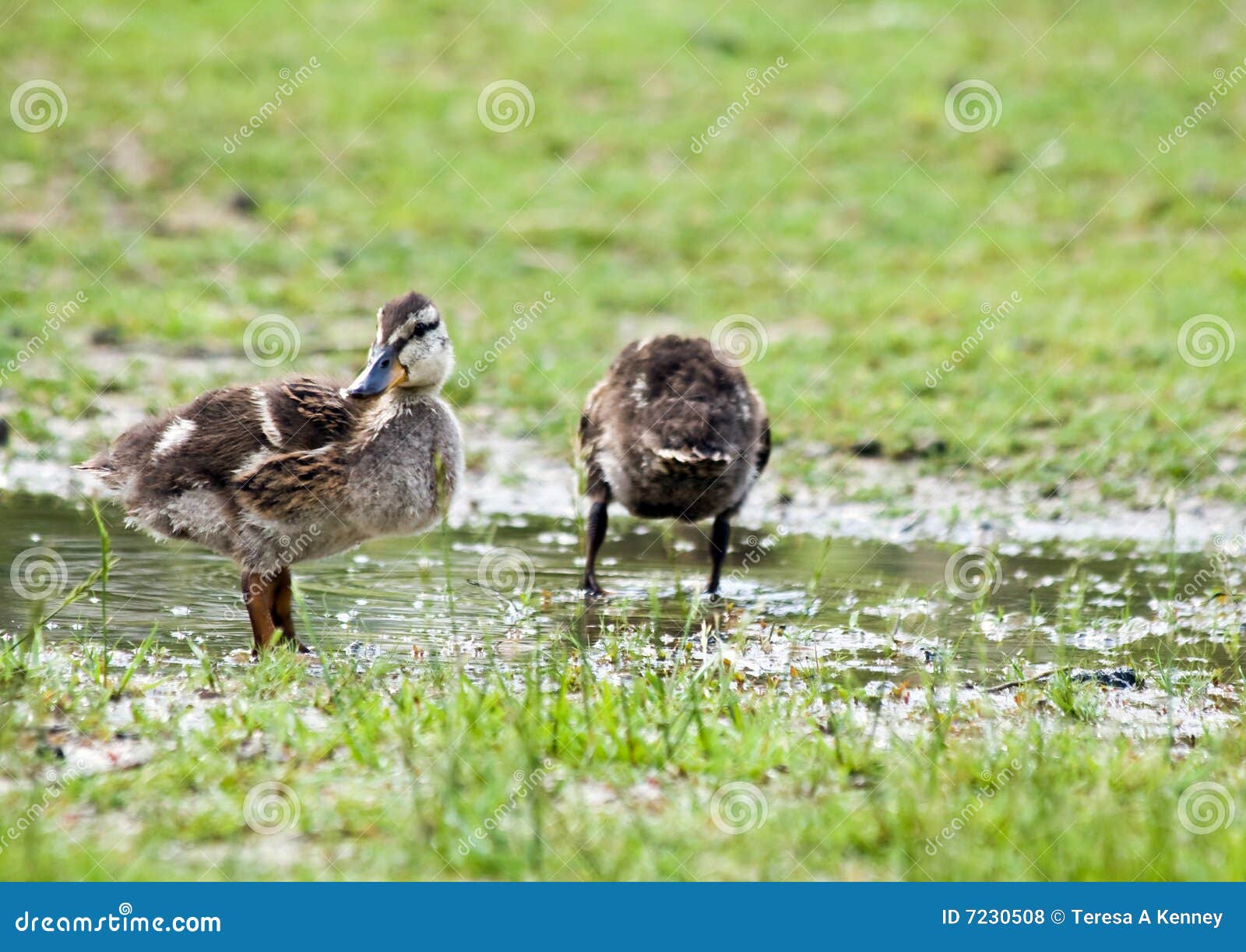 Mallard Ducklings Outside stock photo. Image of duckling - 7230508