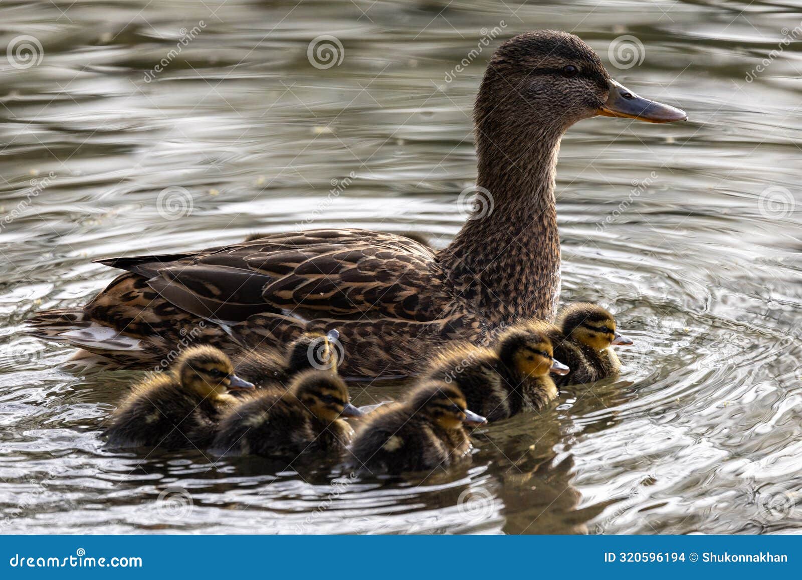 Mallard Ducklings with Their Mother Stock Photo - Image of beak, nature ...