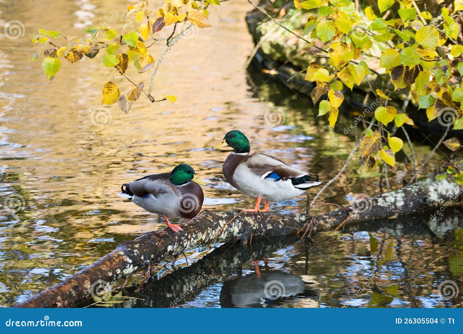 Mallard ducks stock photo. Image of colors, lakes, branches - 26305504