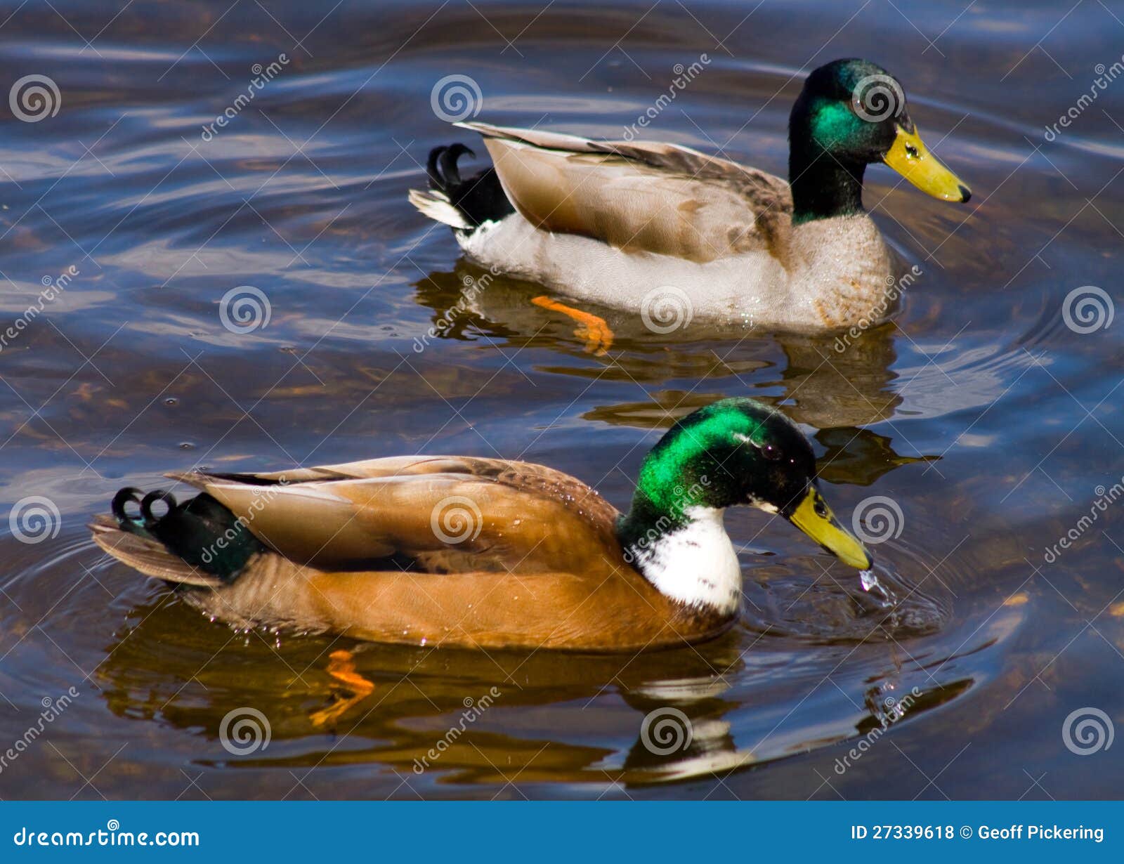 Mallard Ducks stock photo. Image of hunting, peaceful - 27339618