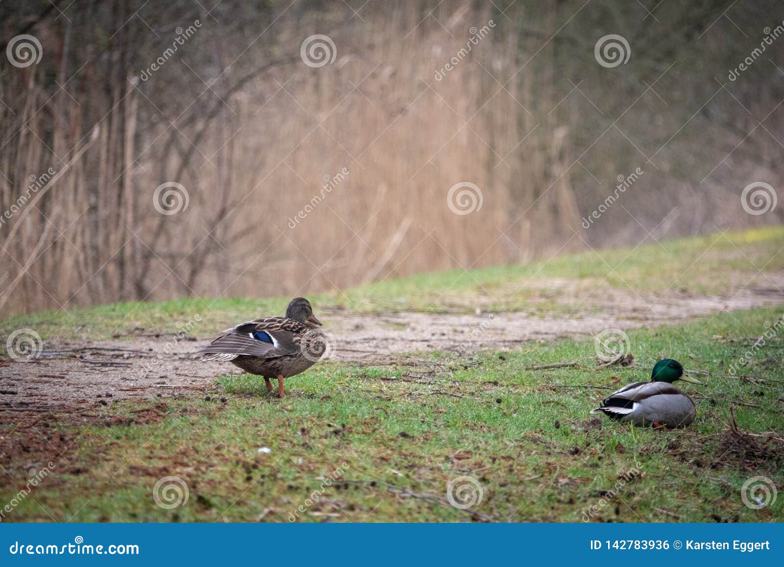 Mallard ducks on a bank stock photo. Image of ducks - 142783936