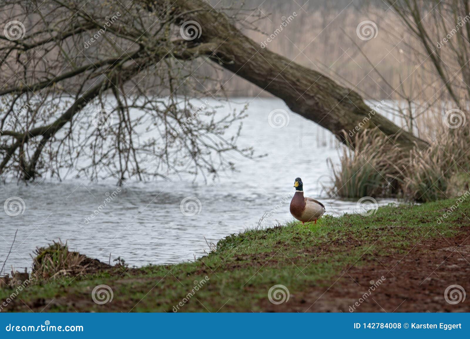 Mallard ducks on a bank stock photo. Image of norway - 142784008