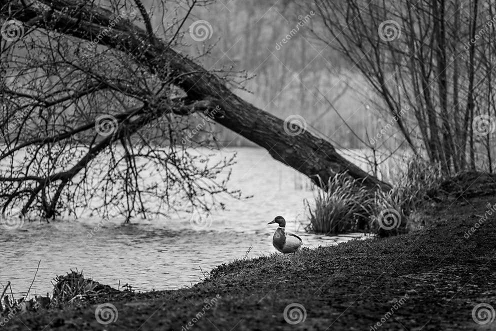 Mallard ducks on a bank stock image. Image of duck, mallard - 142784043