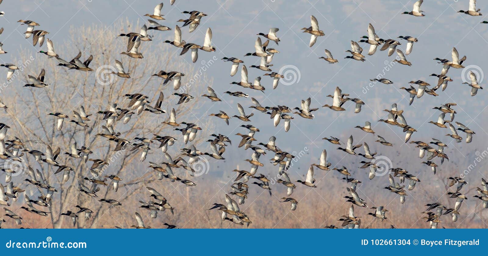 Mallard Ducks Blast Off in a Large Group Stock Photo - Image of duck ...