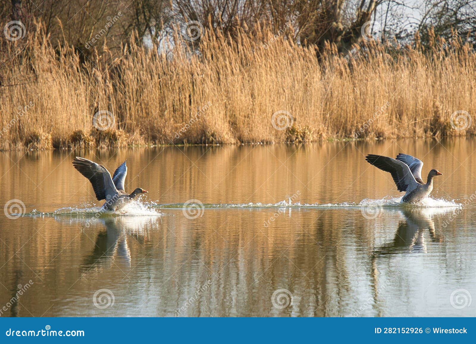 Mallard Ducks in Flight, Taking Off from a Tranquil Lake Stock Photo ...
