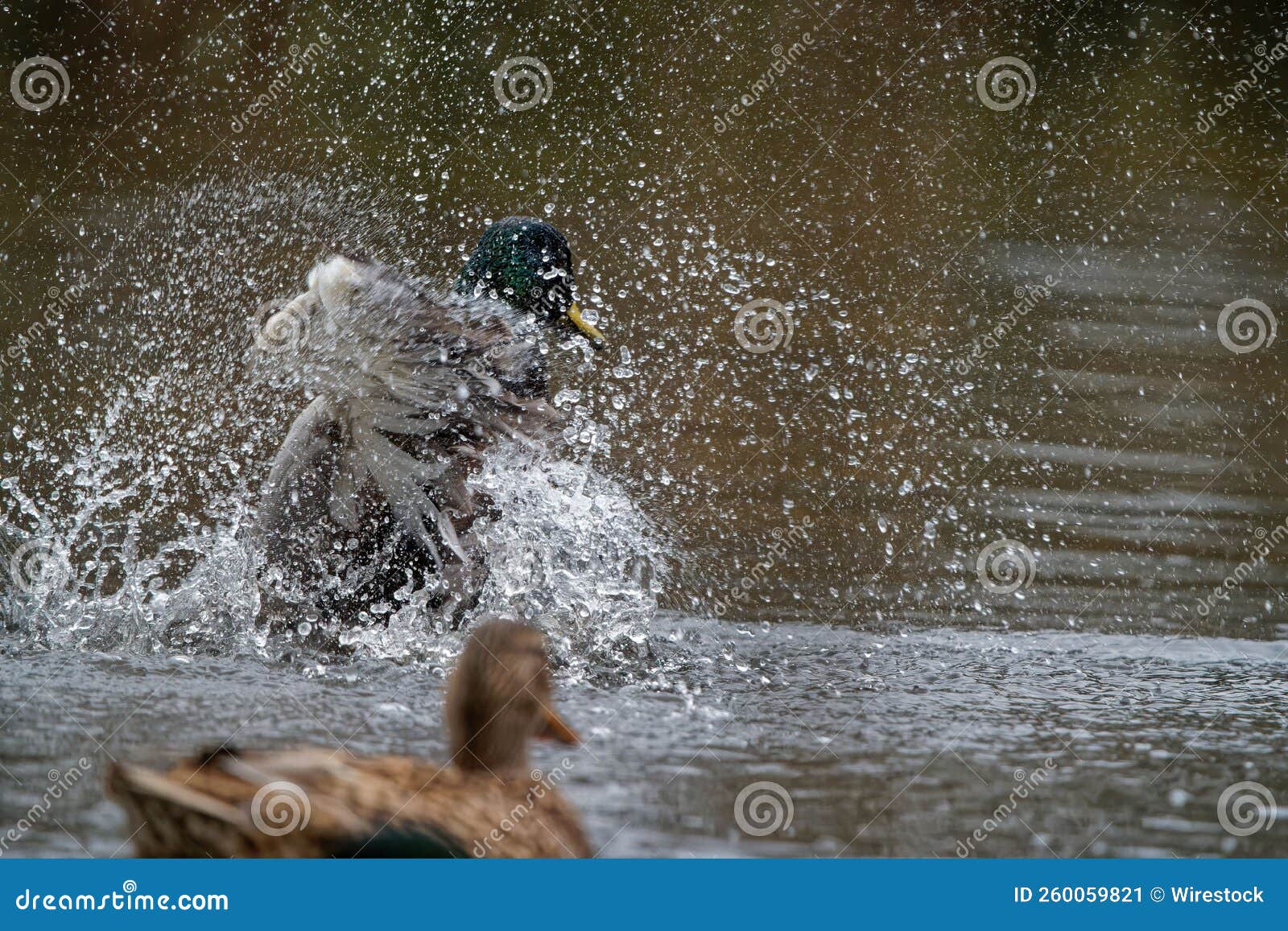 Mallard Ducks Floating on a Calm Pond Stock Image - Image of eyes ...