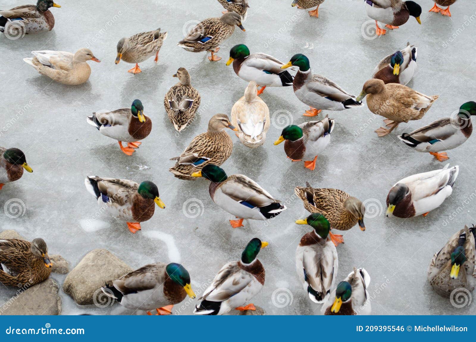 Mallard Ducks Flock stock photo. Image of birds, standing - 209395546
