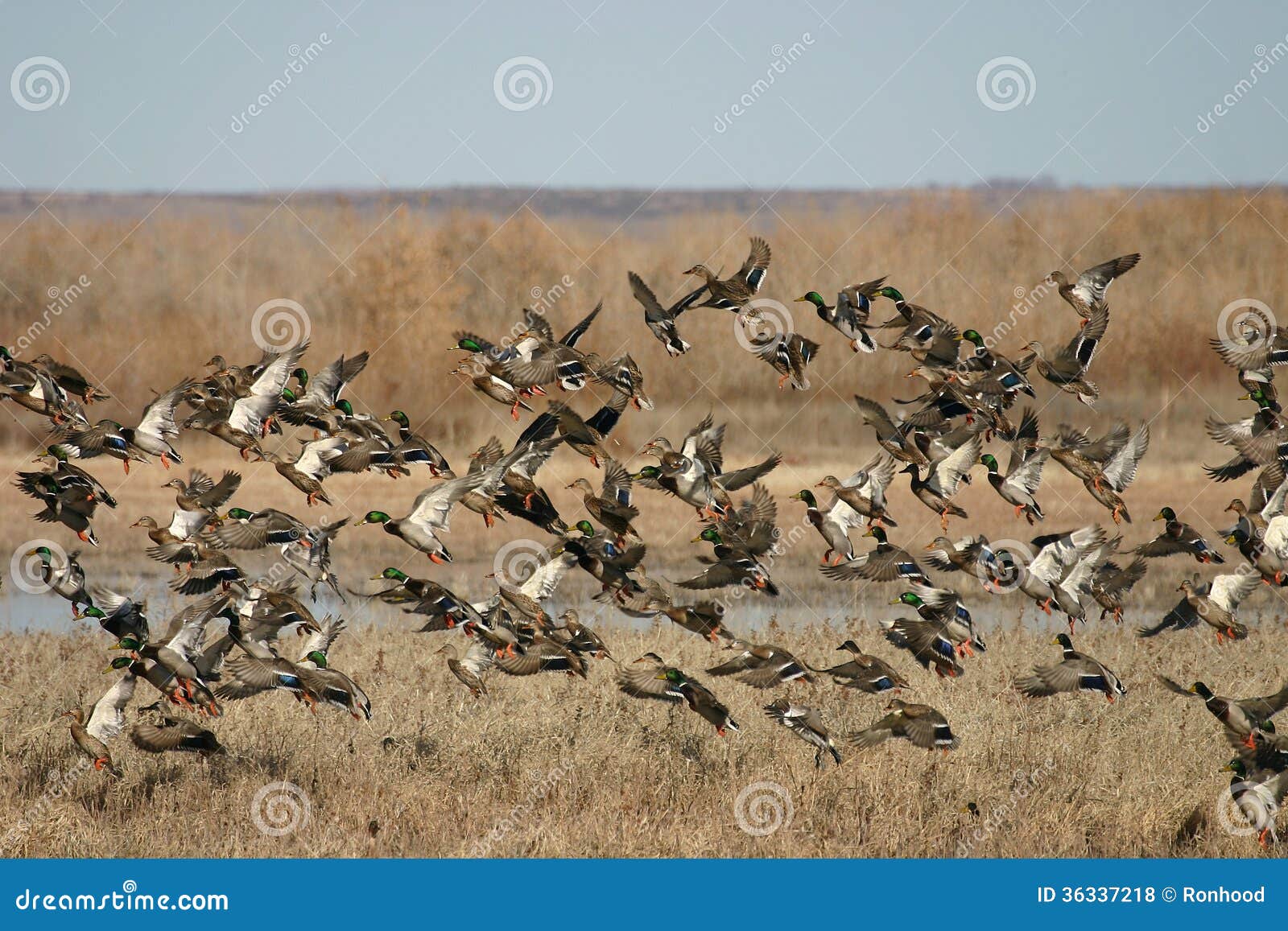 Mallard Ducks stock photo. Image of duck, flock, feathers - 36337218