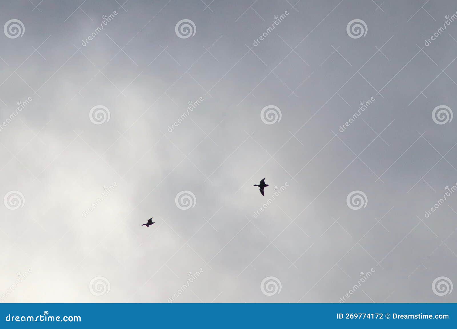Mallard Ducks Flying High in the Sky Stock Photo - Image of cloud, duck ...