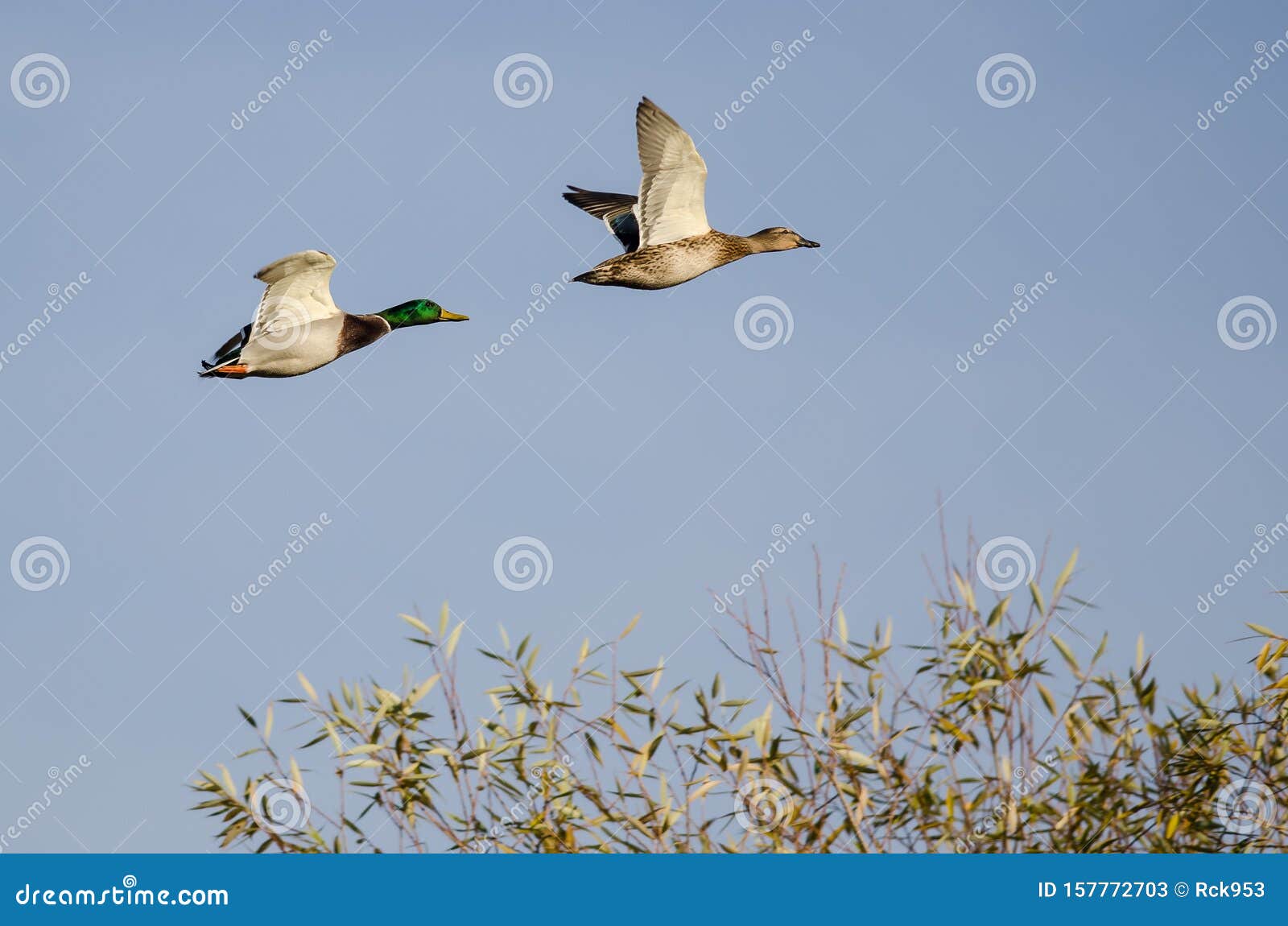 Mallard Ducks Flying Low Over the Autumn Trees Stock Image - Image of ...