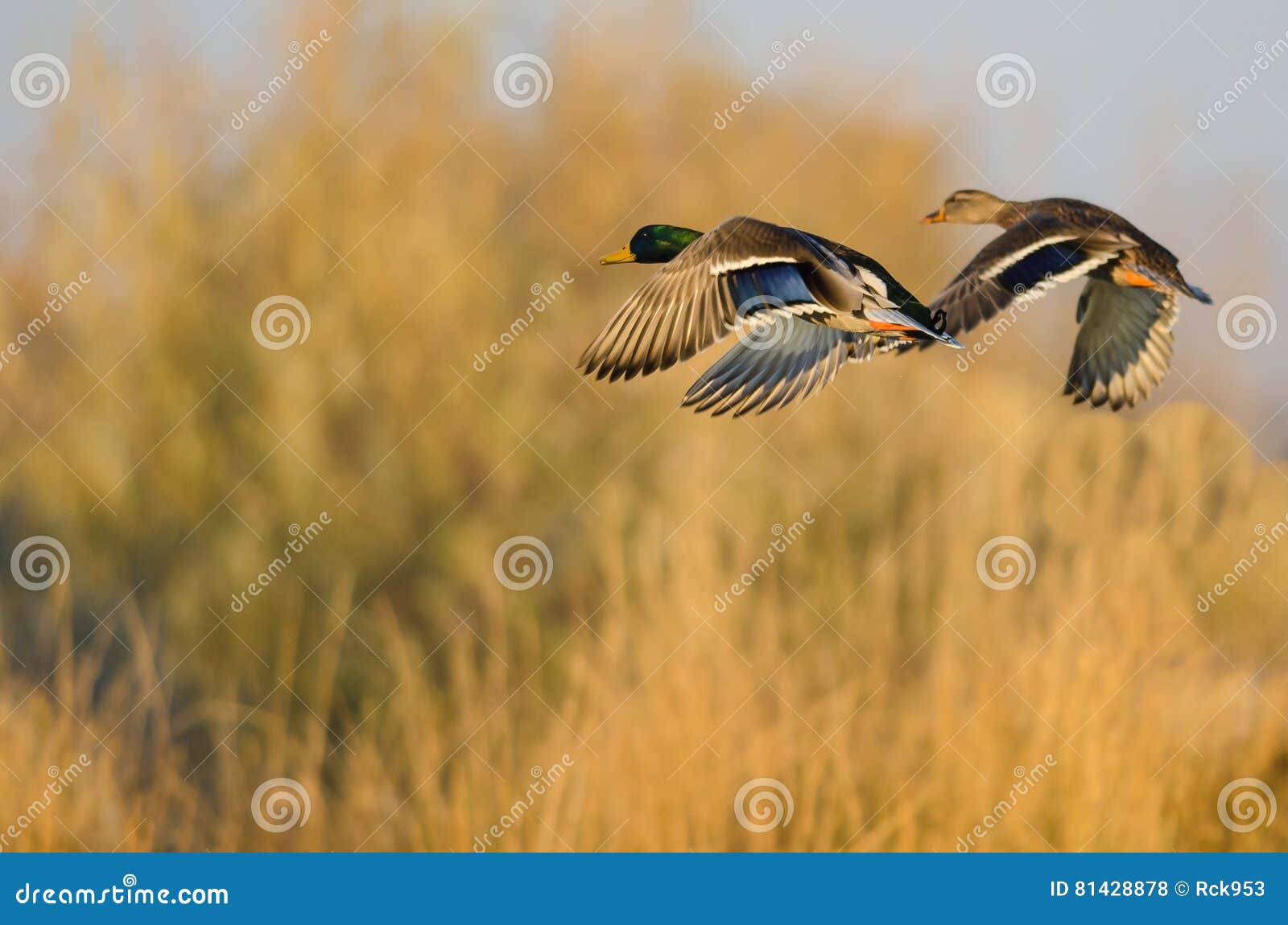 Mallard Ducks Flying Over the Autumn Countryside Stock Photo - Image of ...