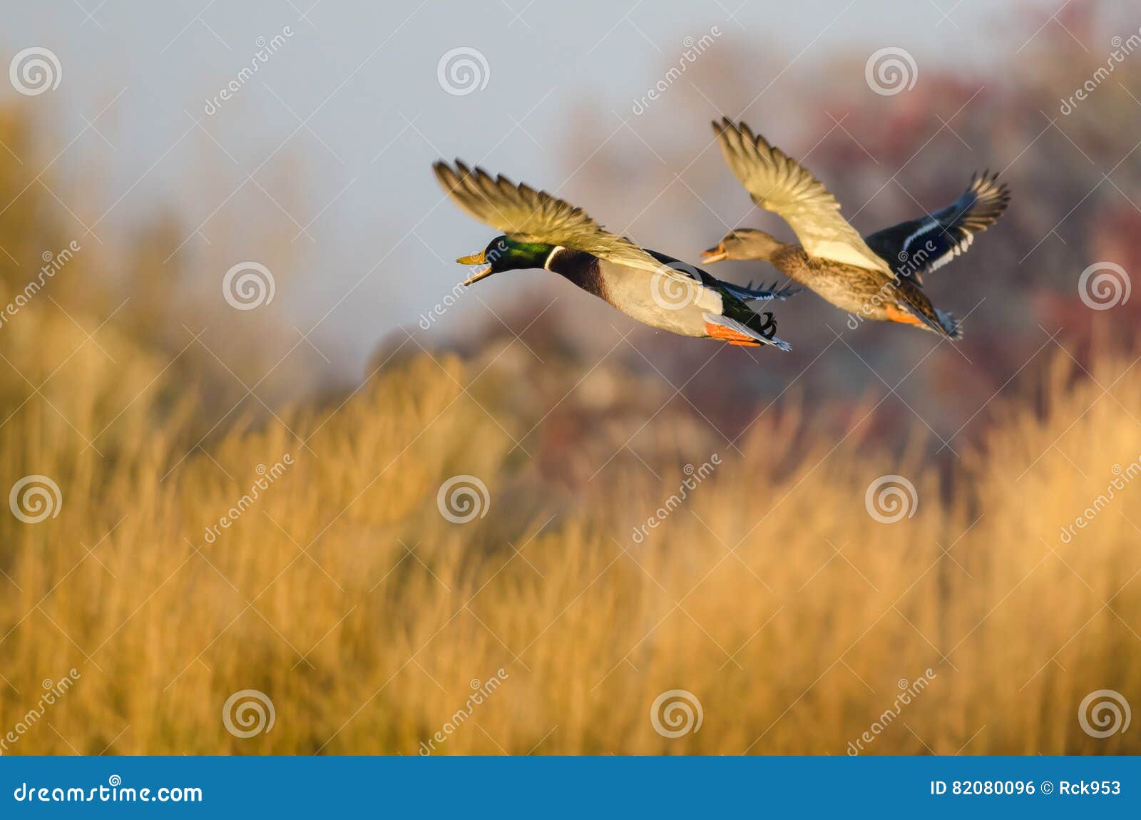 Mallard Ducks Flying Over the Autumn Countryside Stock Photo - Image of ...