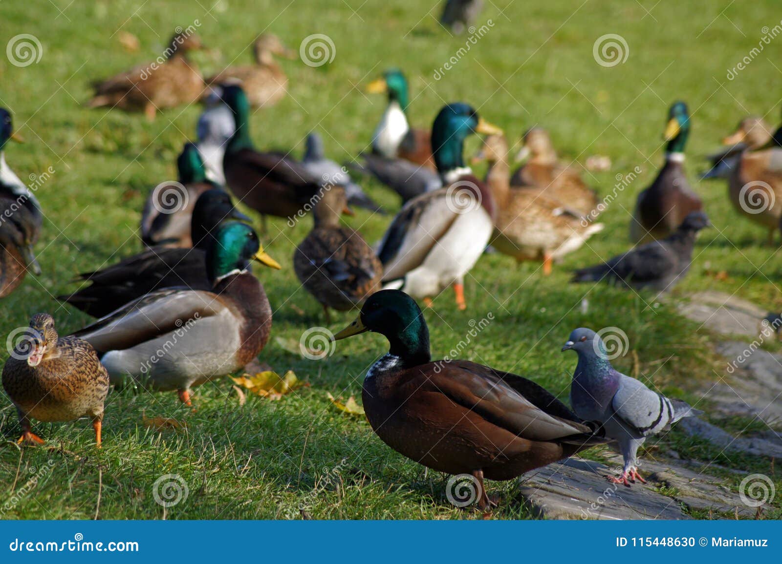 Mallard ducks herd stock photo. Image of autumnlandscape - 115448630